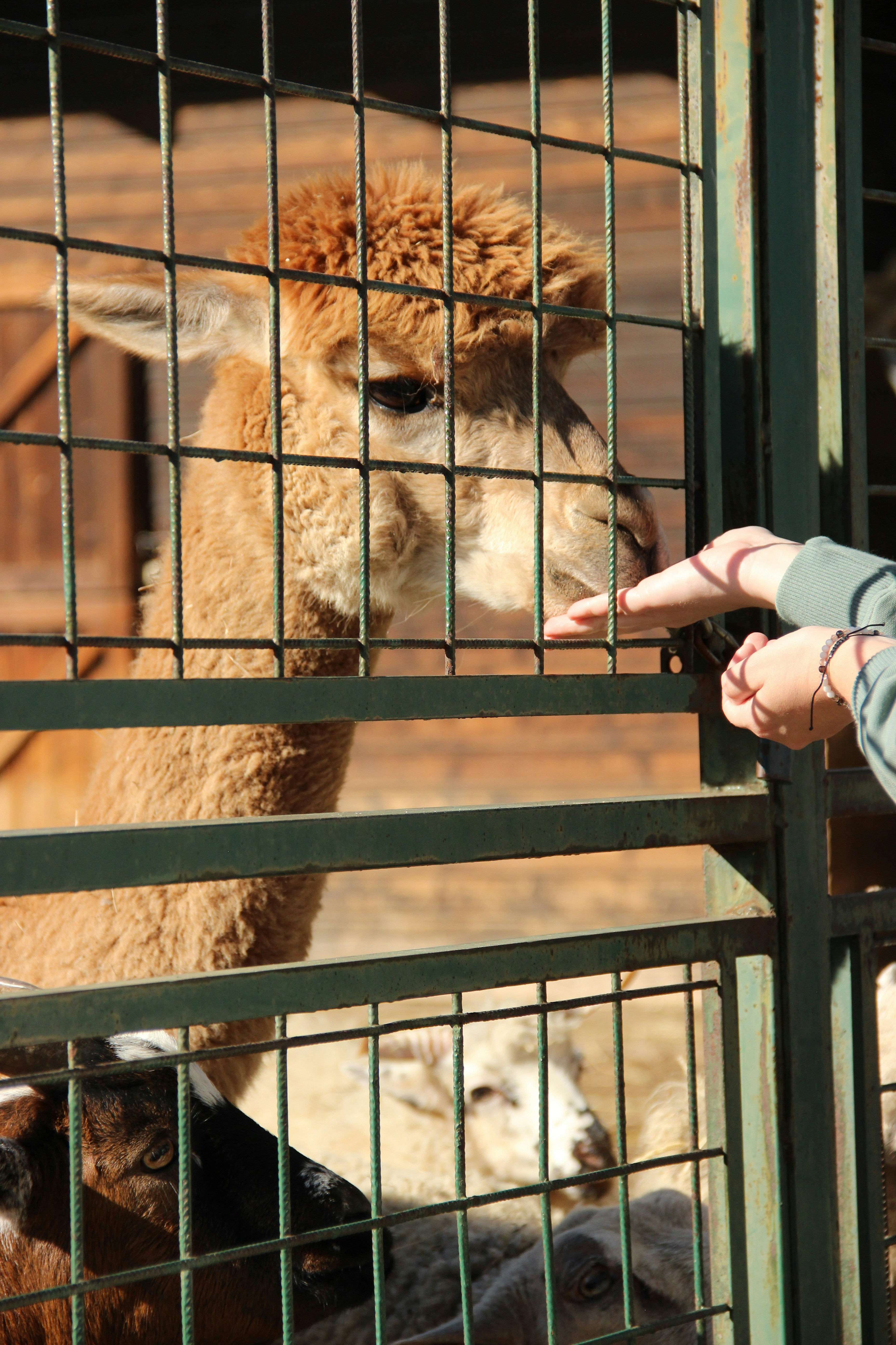Gently Reaching Gaze Through the Fence: An Alpaca Moment