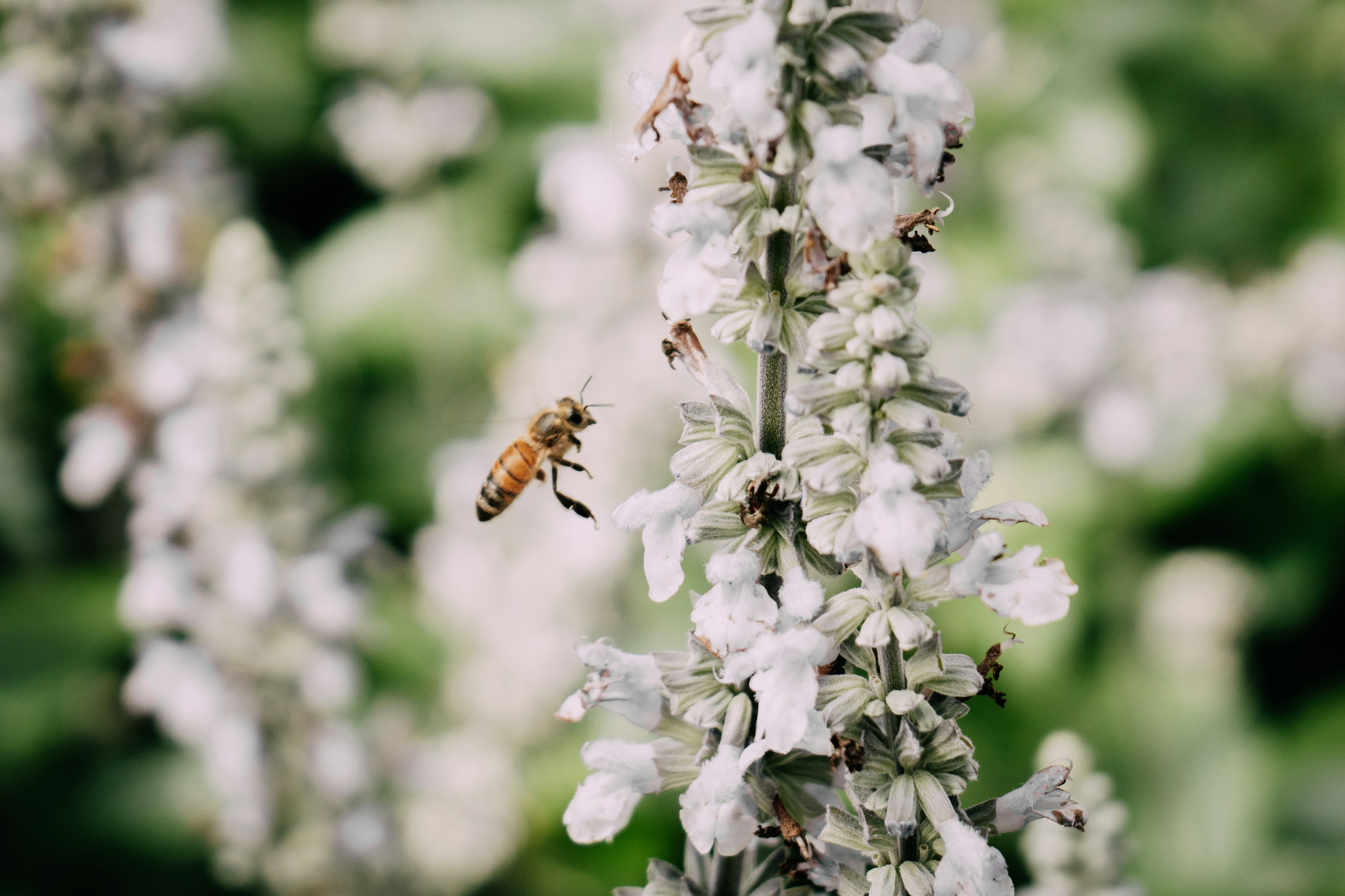 Bee in the Ivory Spike: a micro-moment among white blossoms