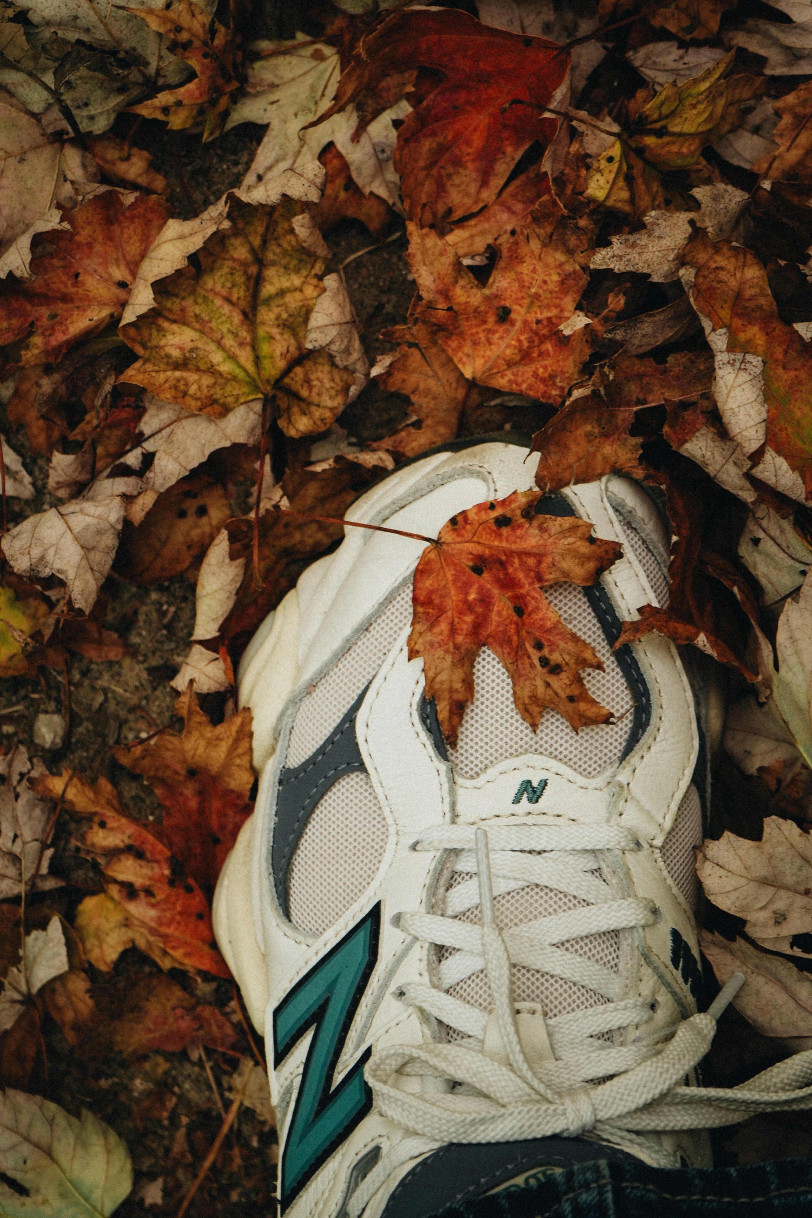 Autumn's Sole: A White Sneaker Resting Amid Rusty Leaf Carpet