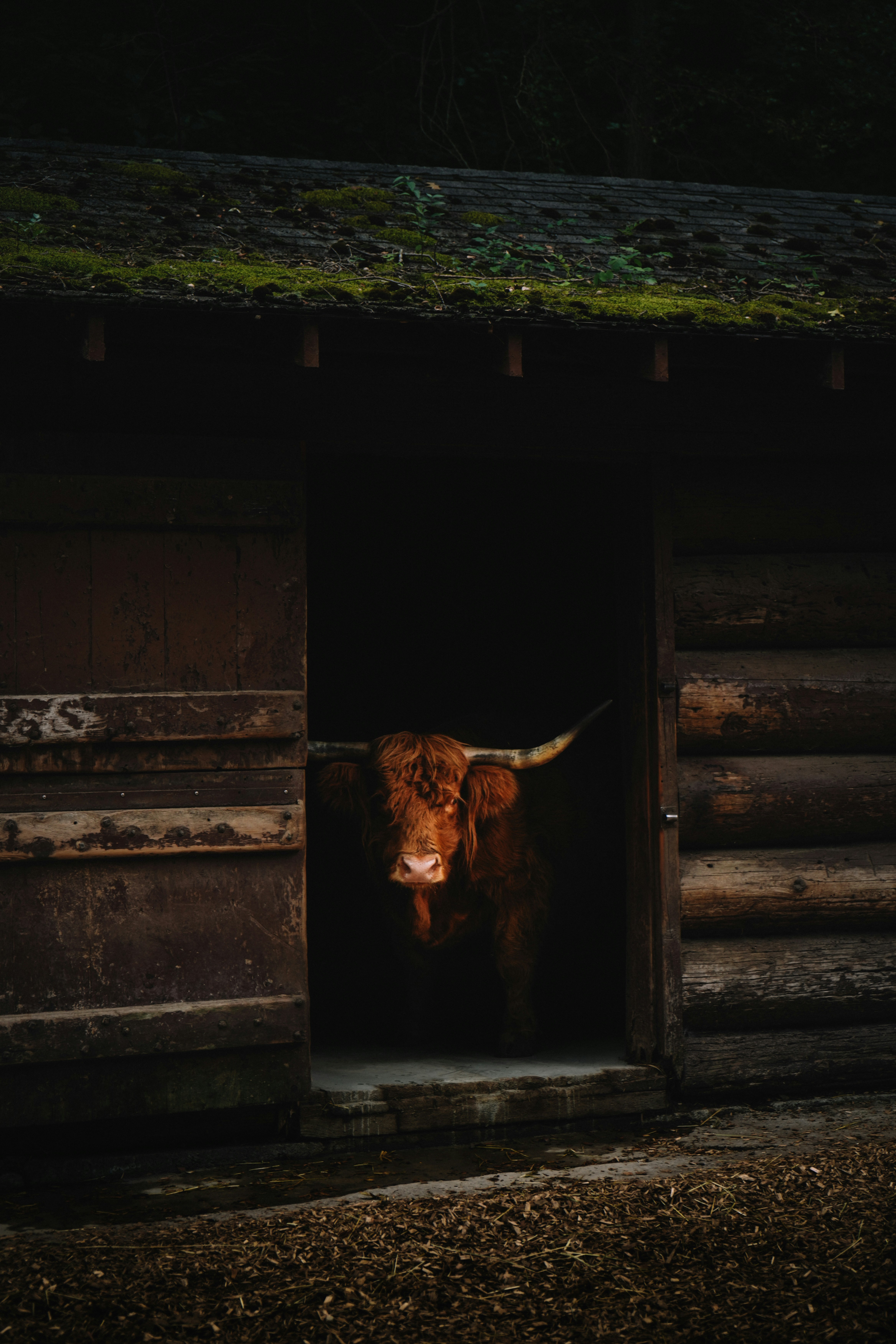 Doorway Sentinel: A Highland Cow Emerges from the Dark Barn