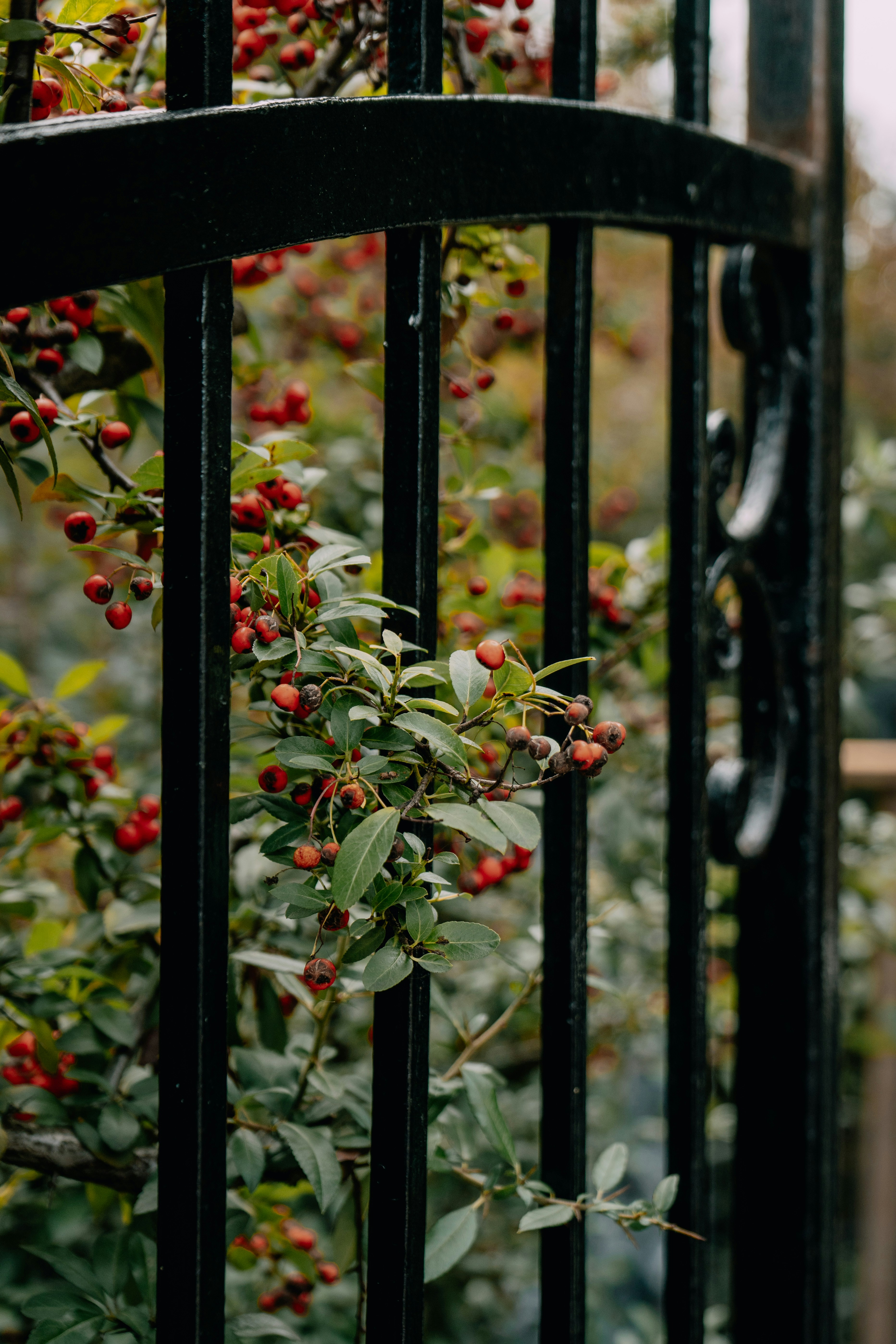 Crimson Berries Beyond Iron Bars: A Quiet Garden Moment