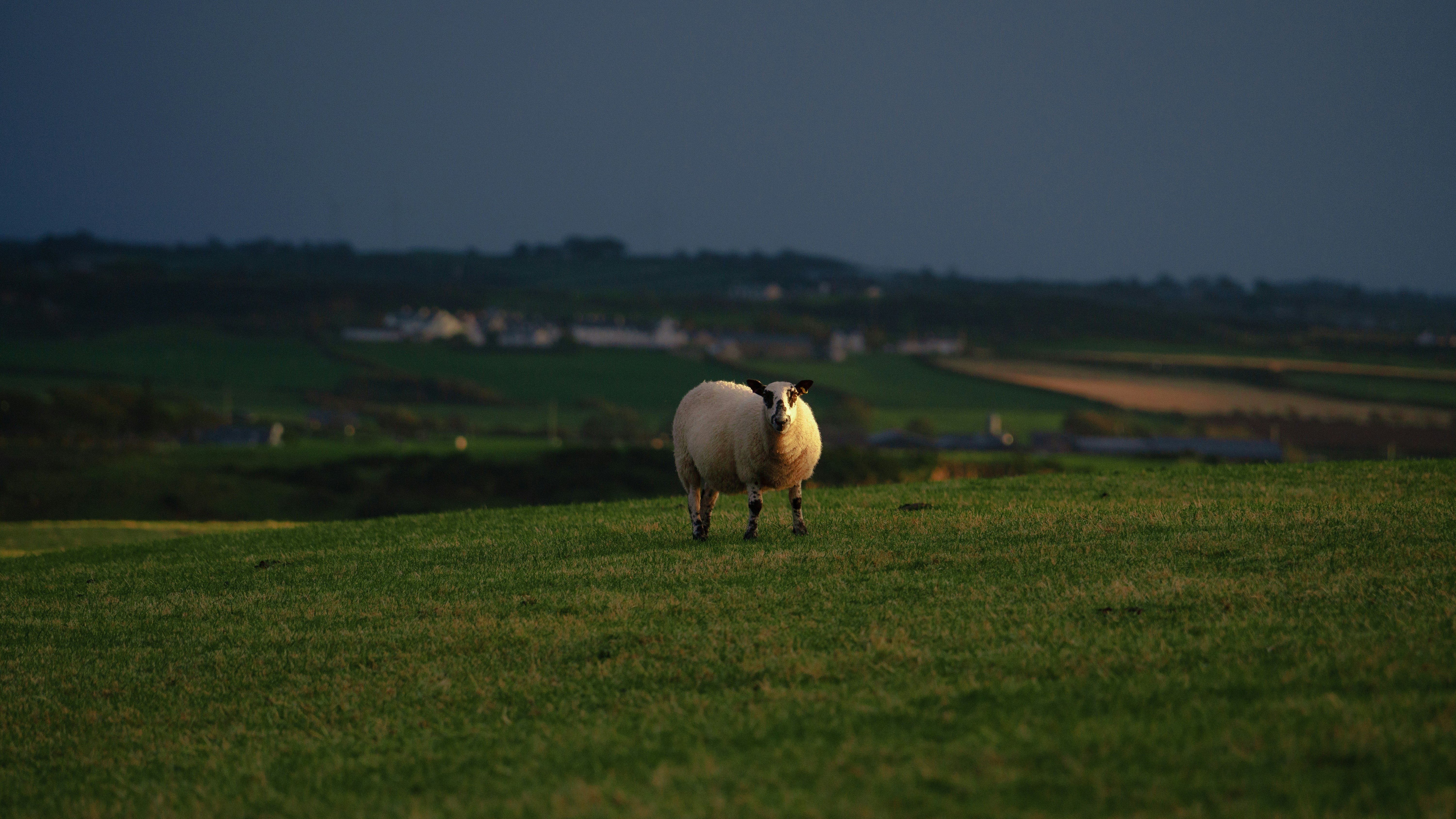 Twilight Pair: Two Sheep Linger in a Quiet Meadow