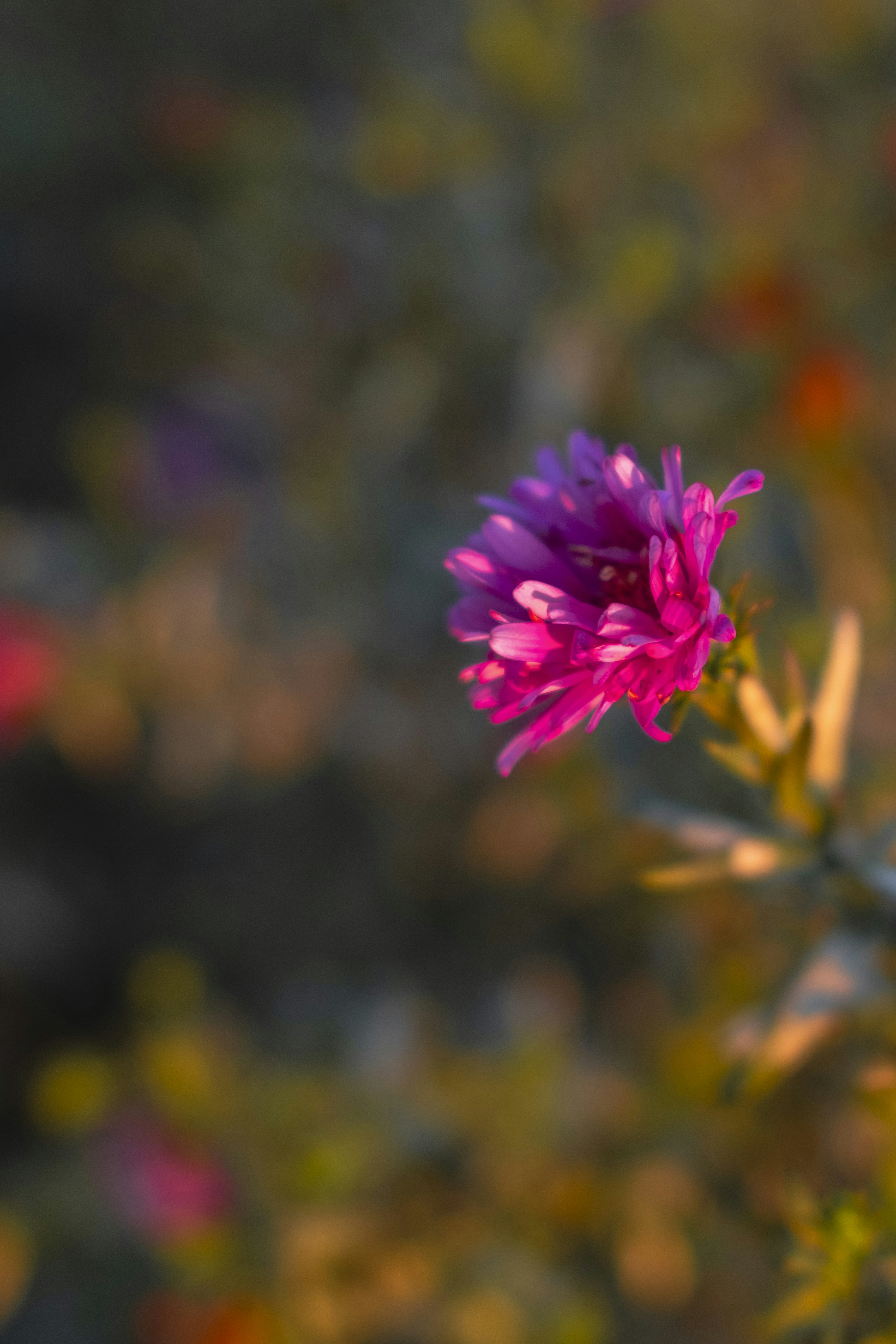 Pink Bloom at the Edge of Focus