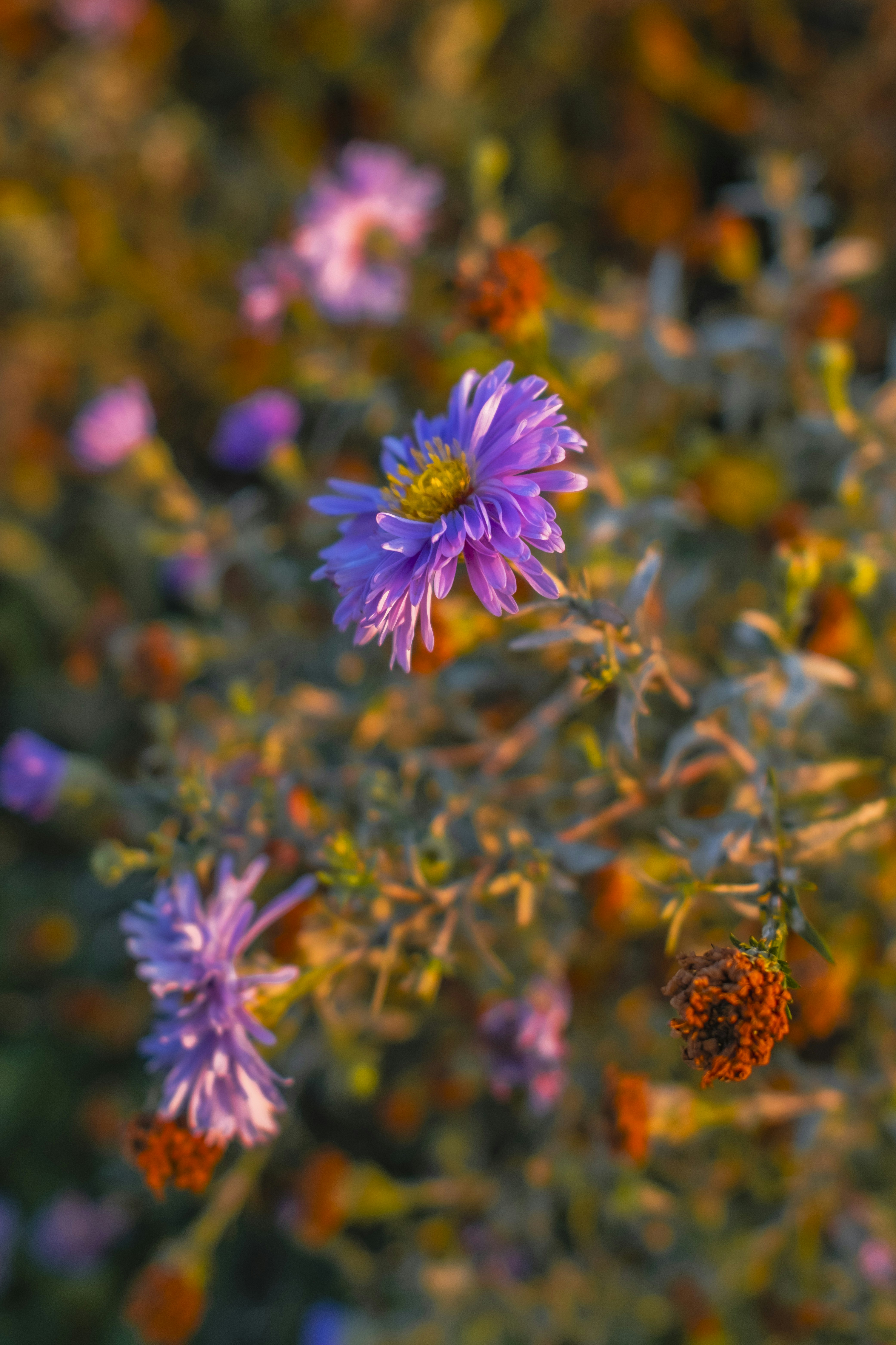 Violet Bloom in a Warm Blur: A Field Study in Soft Light