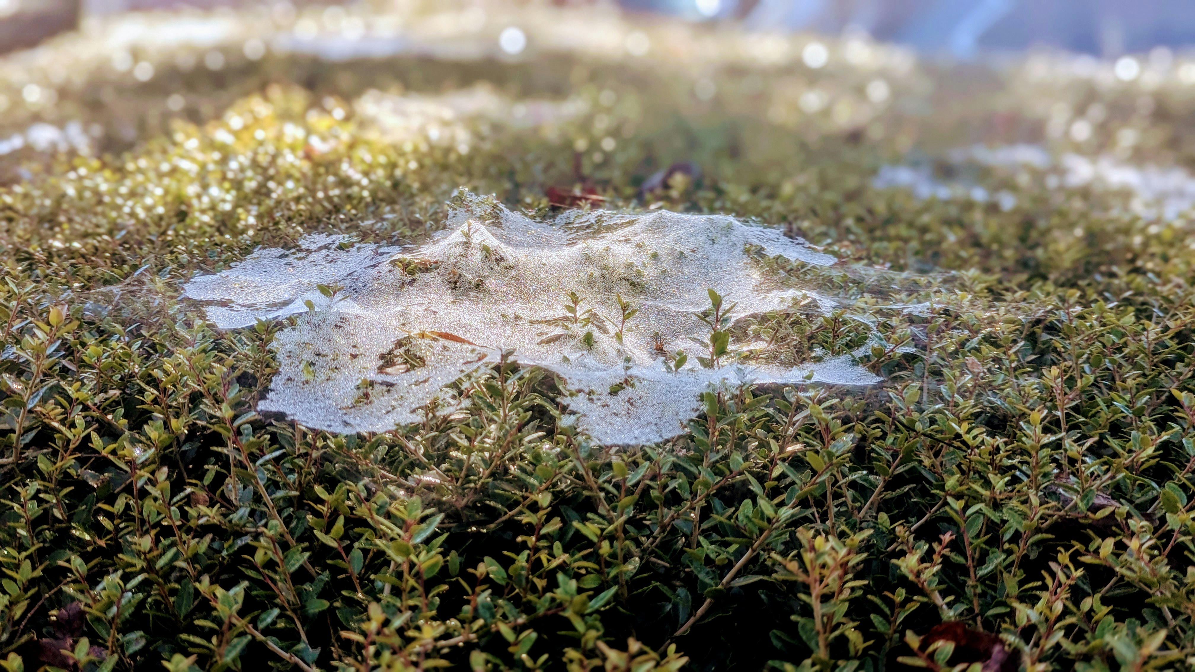 Snow Patch Draped Over a Mossy Microscape