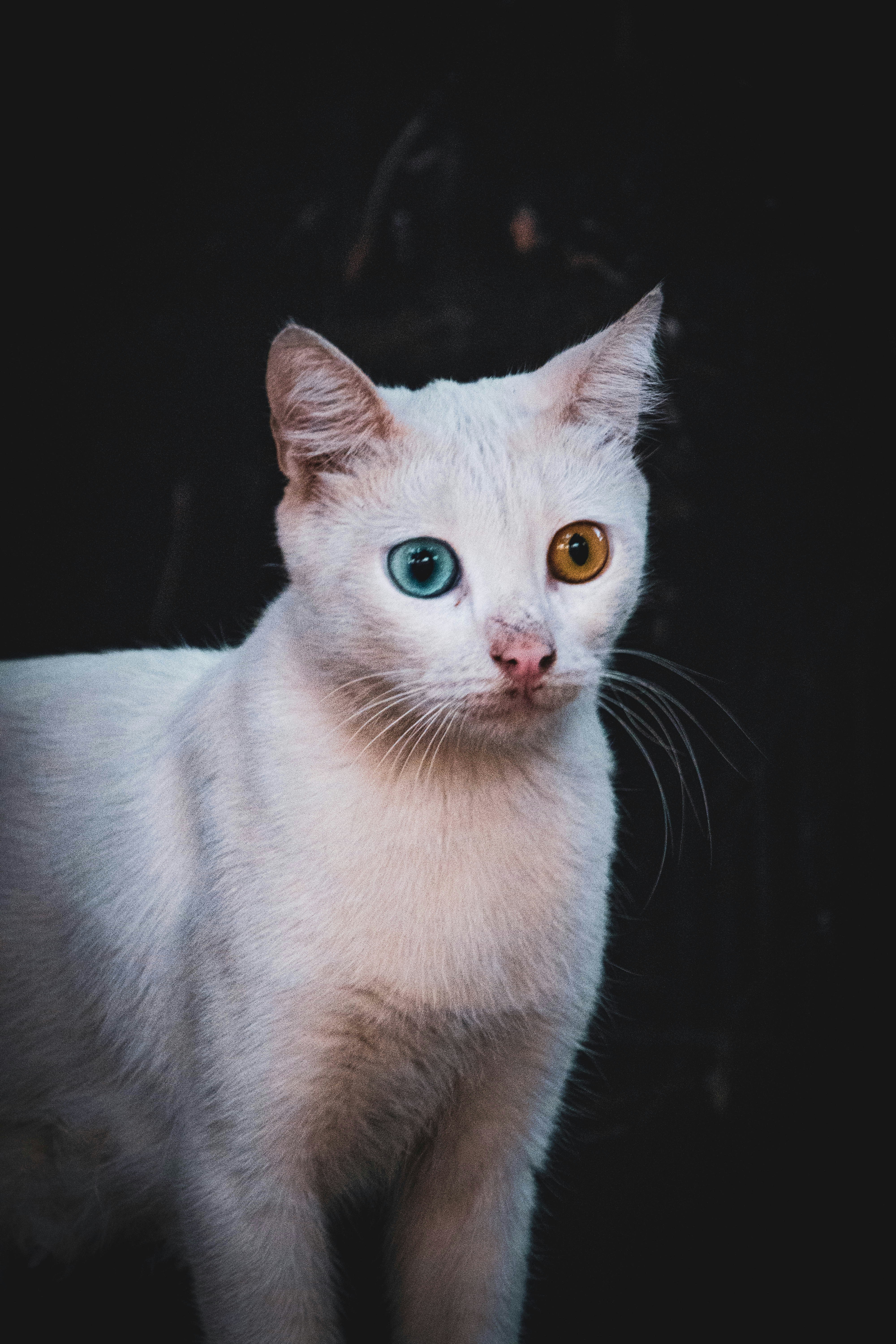 Duotone Gaze: White Cat with One Blue and One Amber Eye in Velvet Darkness