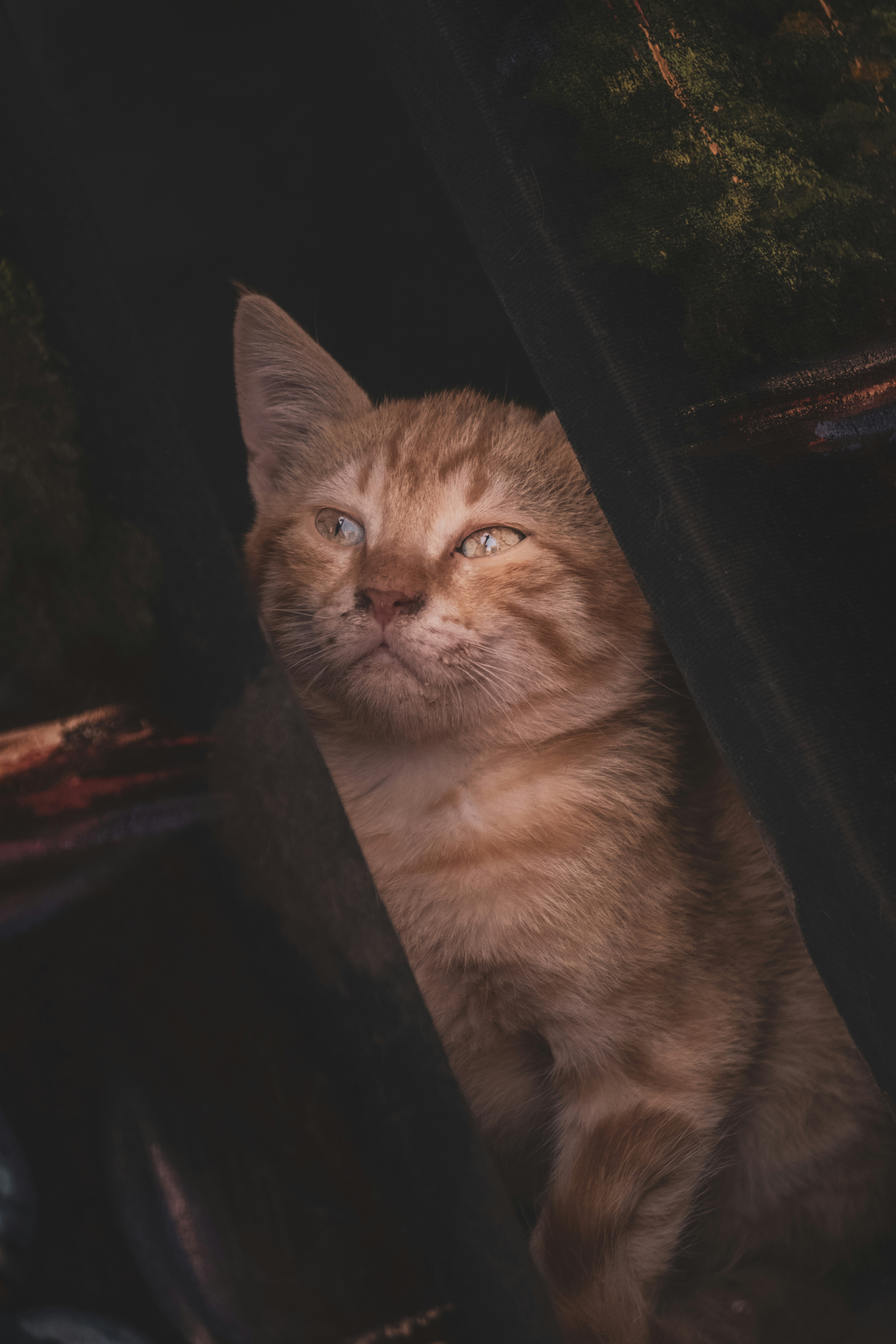 Hidden Feline in Velvet Shadows