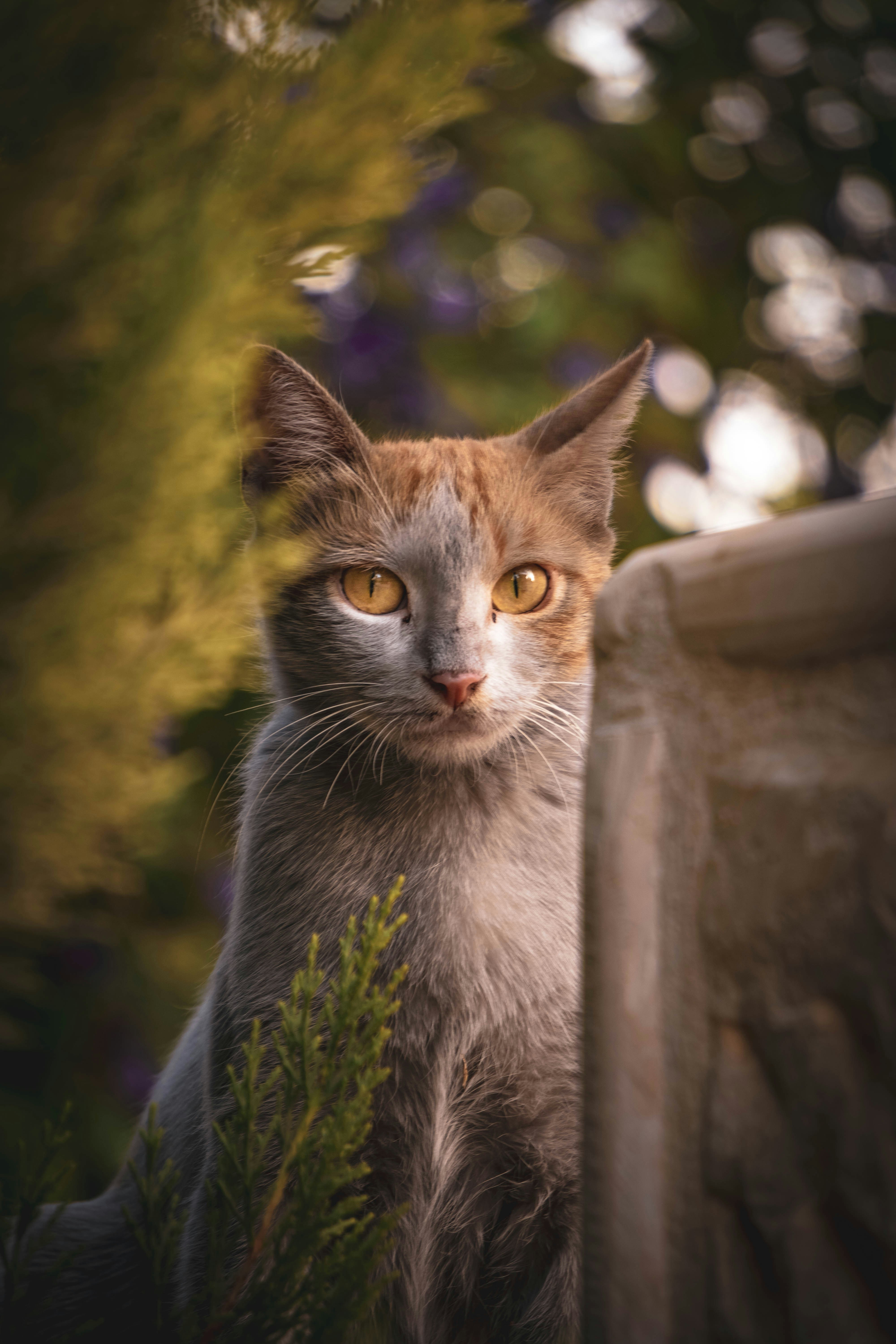 Amber Gaze in the Garden Gate