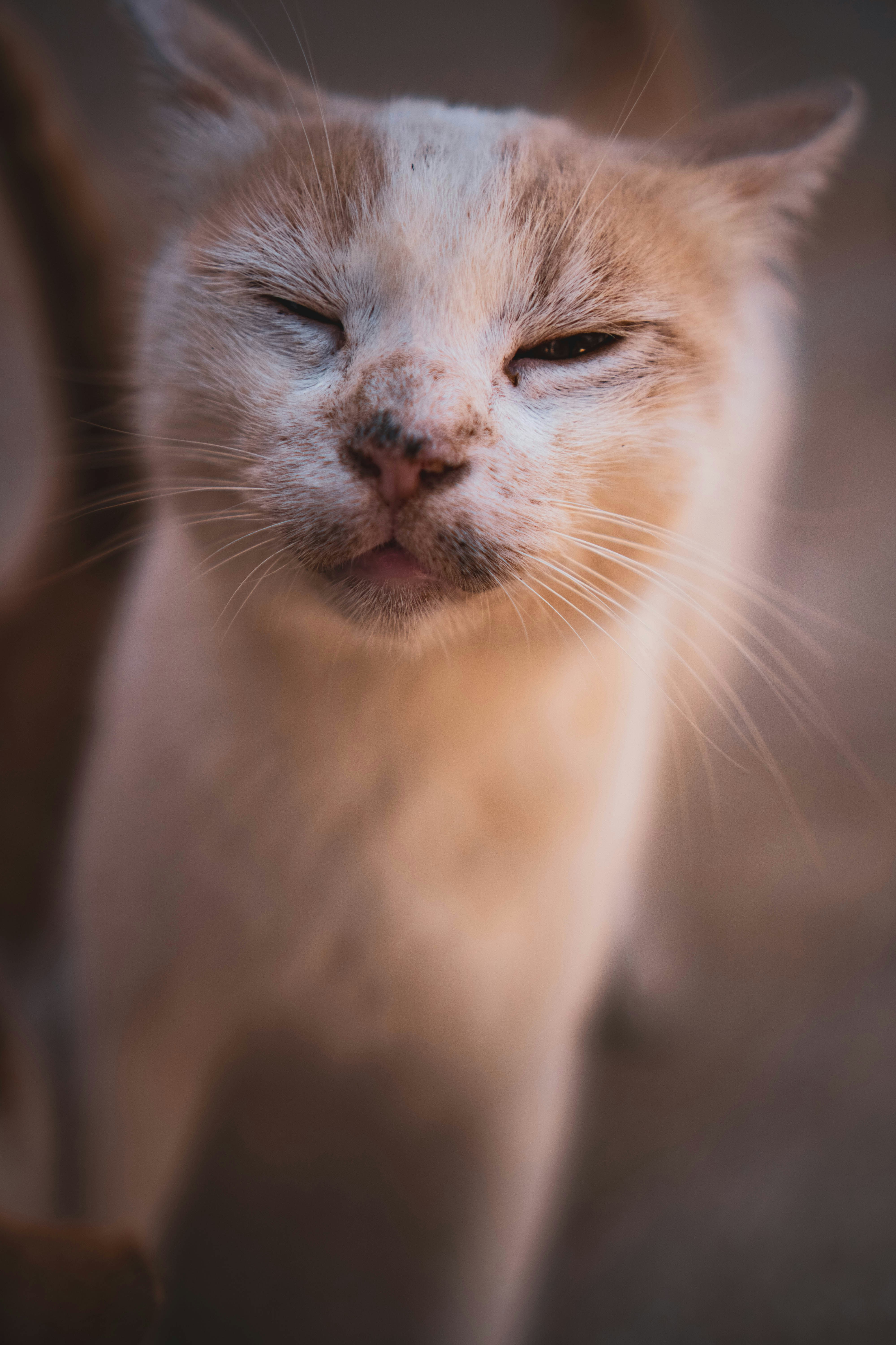 Soft-Glow Portrait of a Sleepy Calico in Velvet Focus