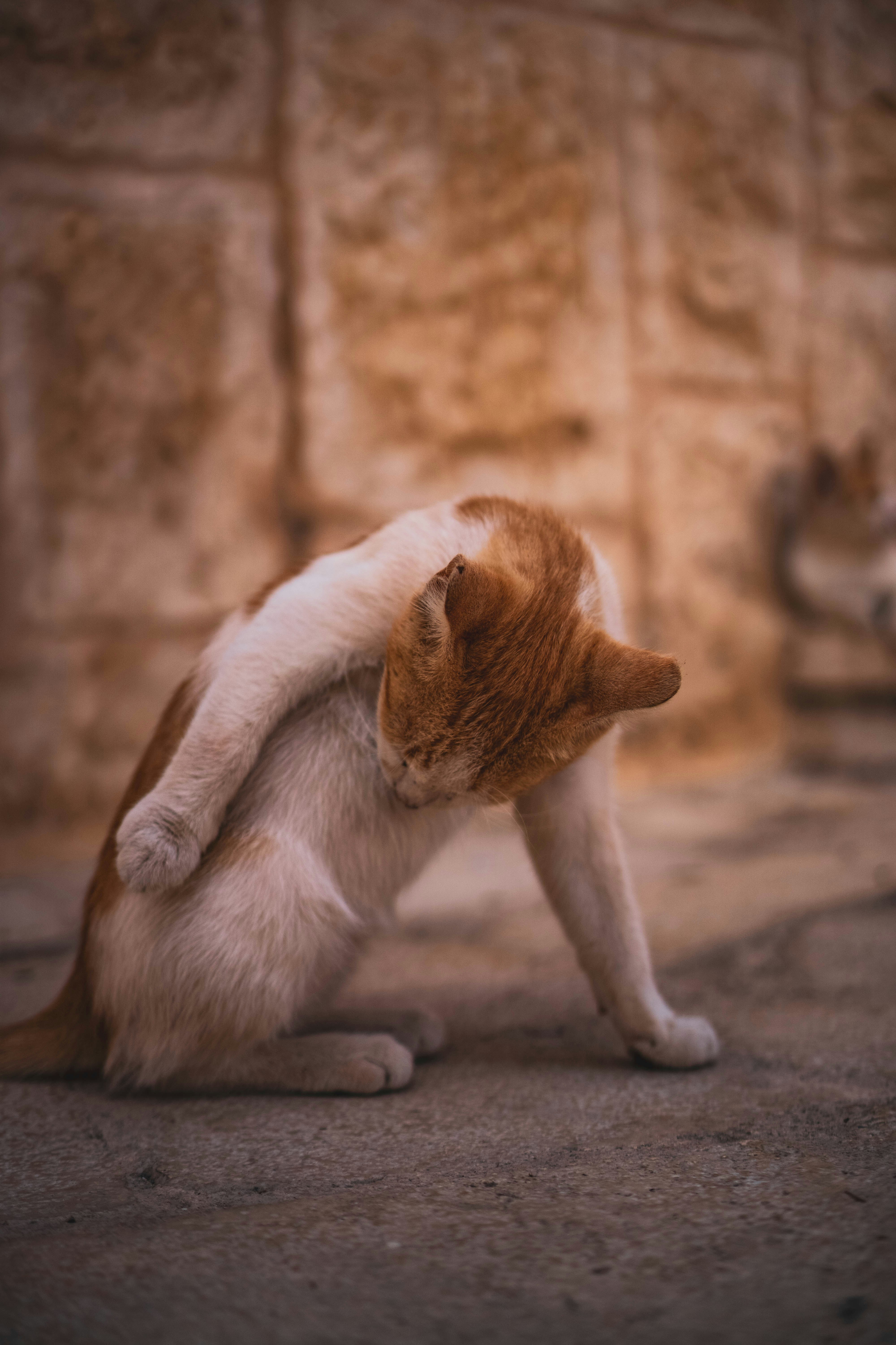 Amber Light on Stone: A Cat Mid-Groom in a Quiet Alley