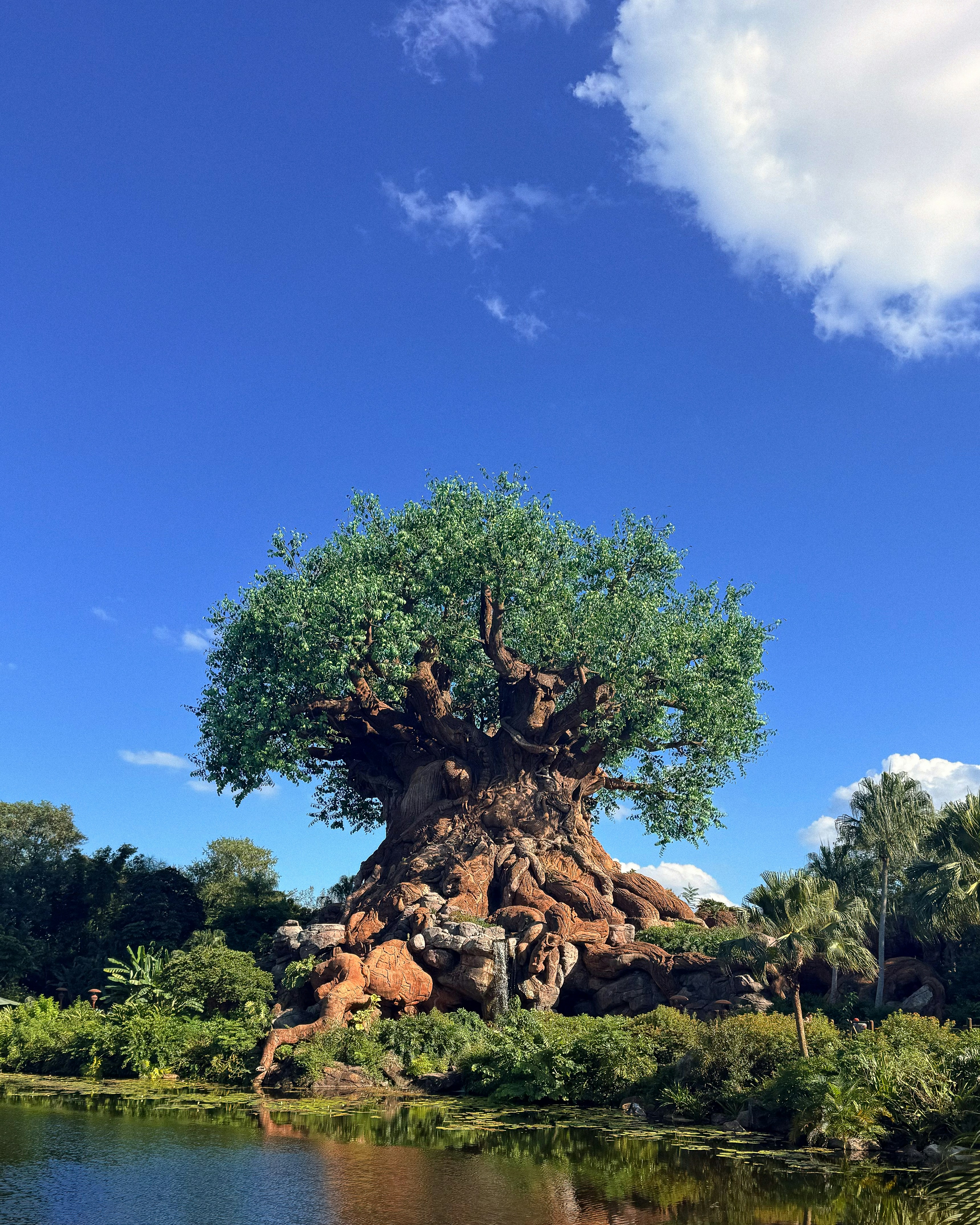 A photograph of a massive, ancient tree with a thick trunk and broad canopy, surrounded by rocks and a tranquil pond, under a clear blue sky.