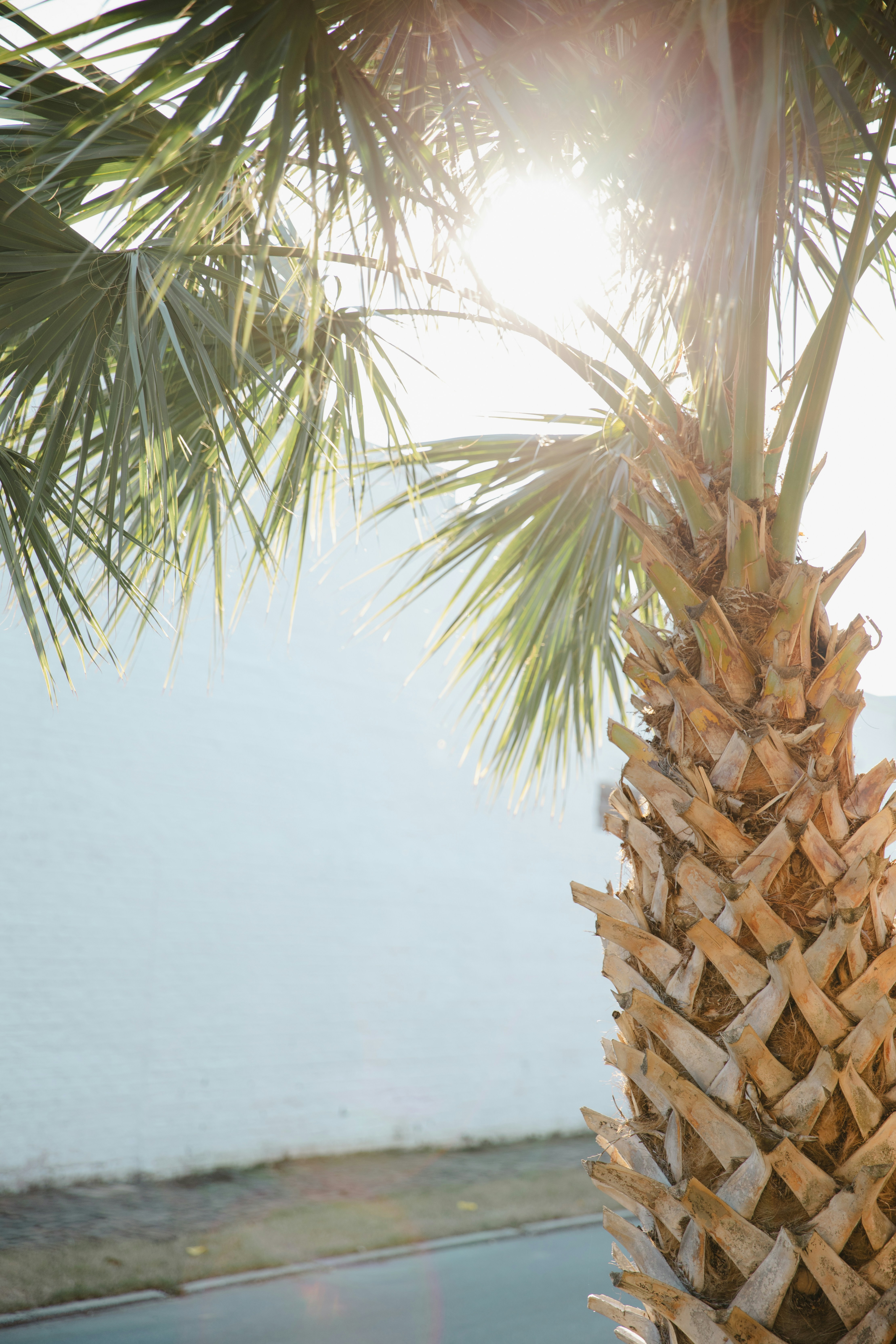Sunlit Palm Trunk Under a Bright Canopy