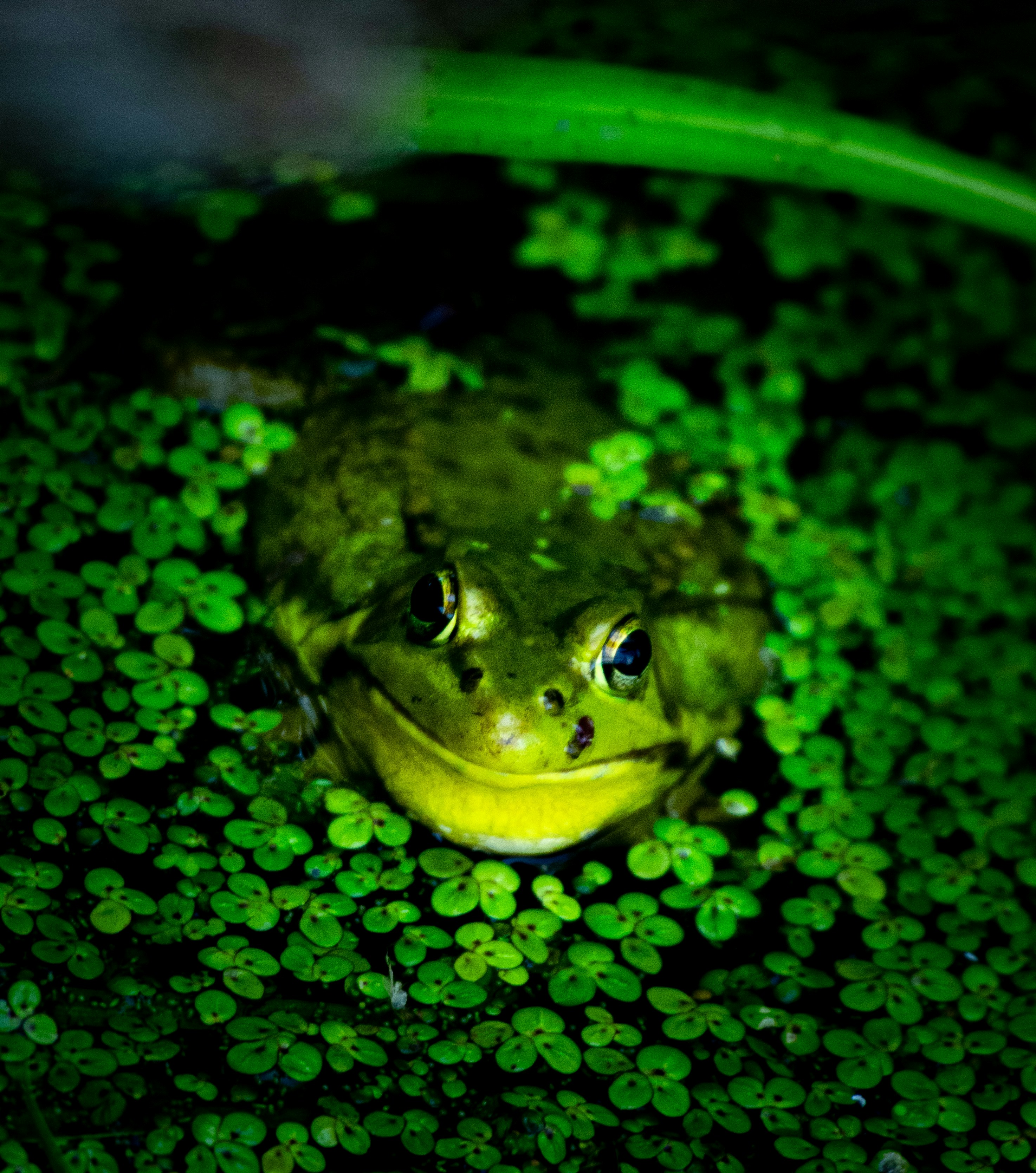 Emerald Gaze Through the Duckweed Sea