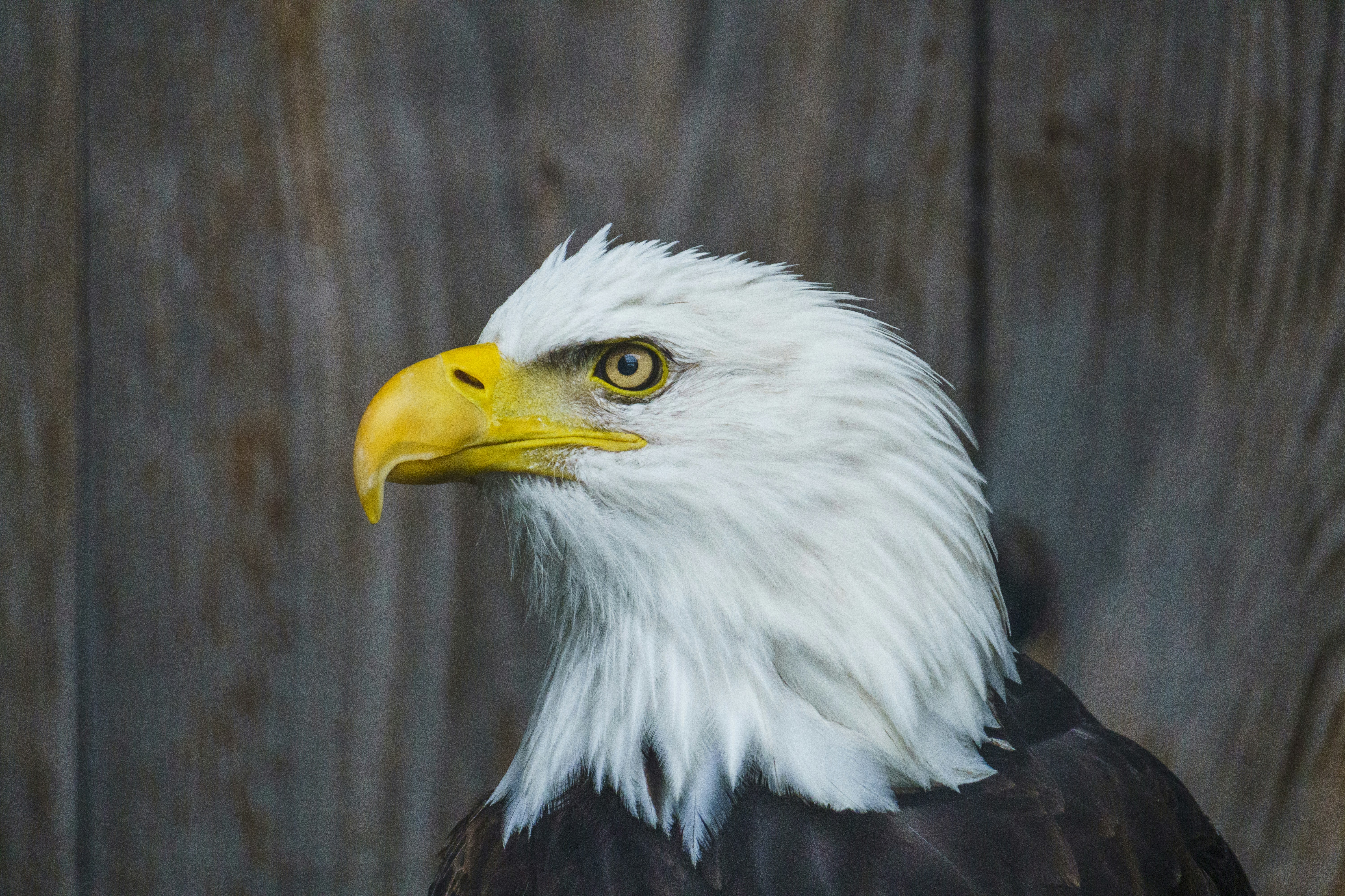 A bald eagle standing in front of a wooden fence photo – Free Animal ...