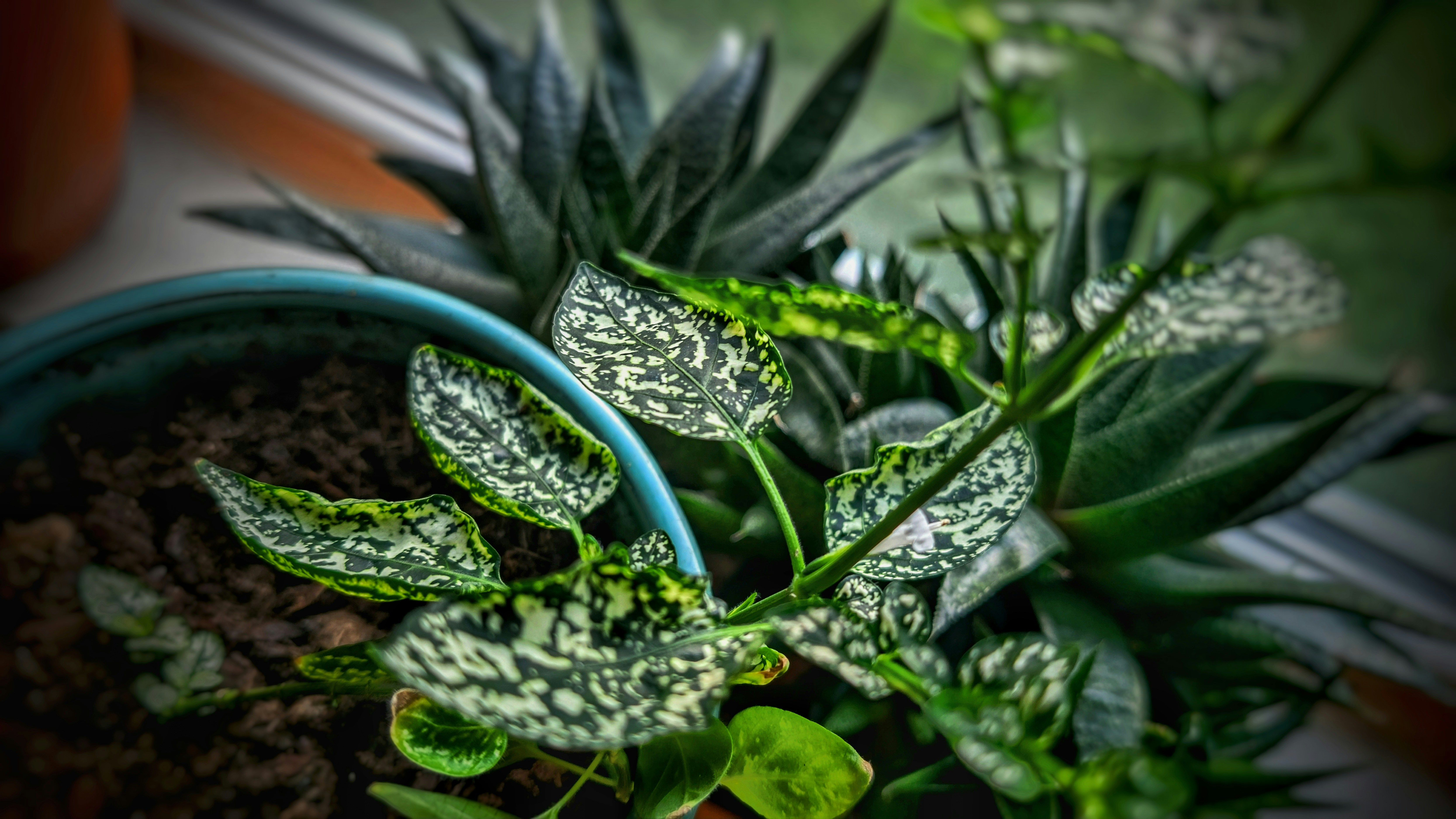Speckled Crown: Macro Portrait of Variegated Succulents in Soft Window Light