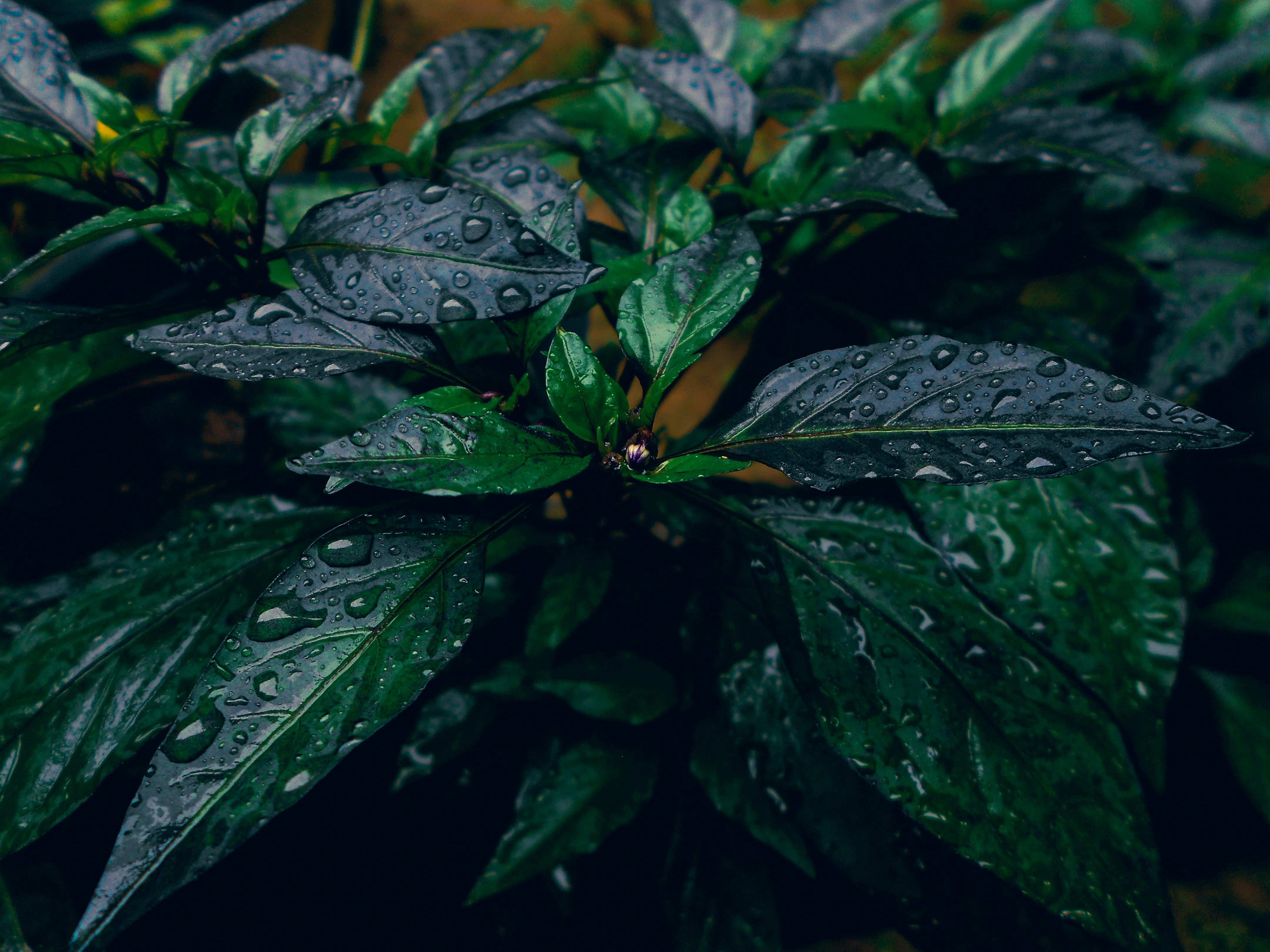 Photo by Dulmeth Bandara with Nikon Coolpix S2600