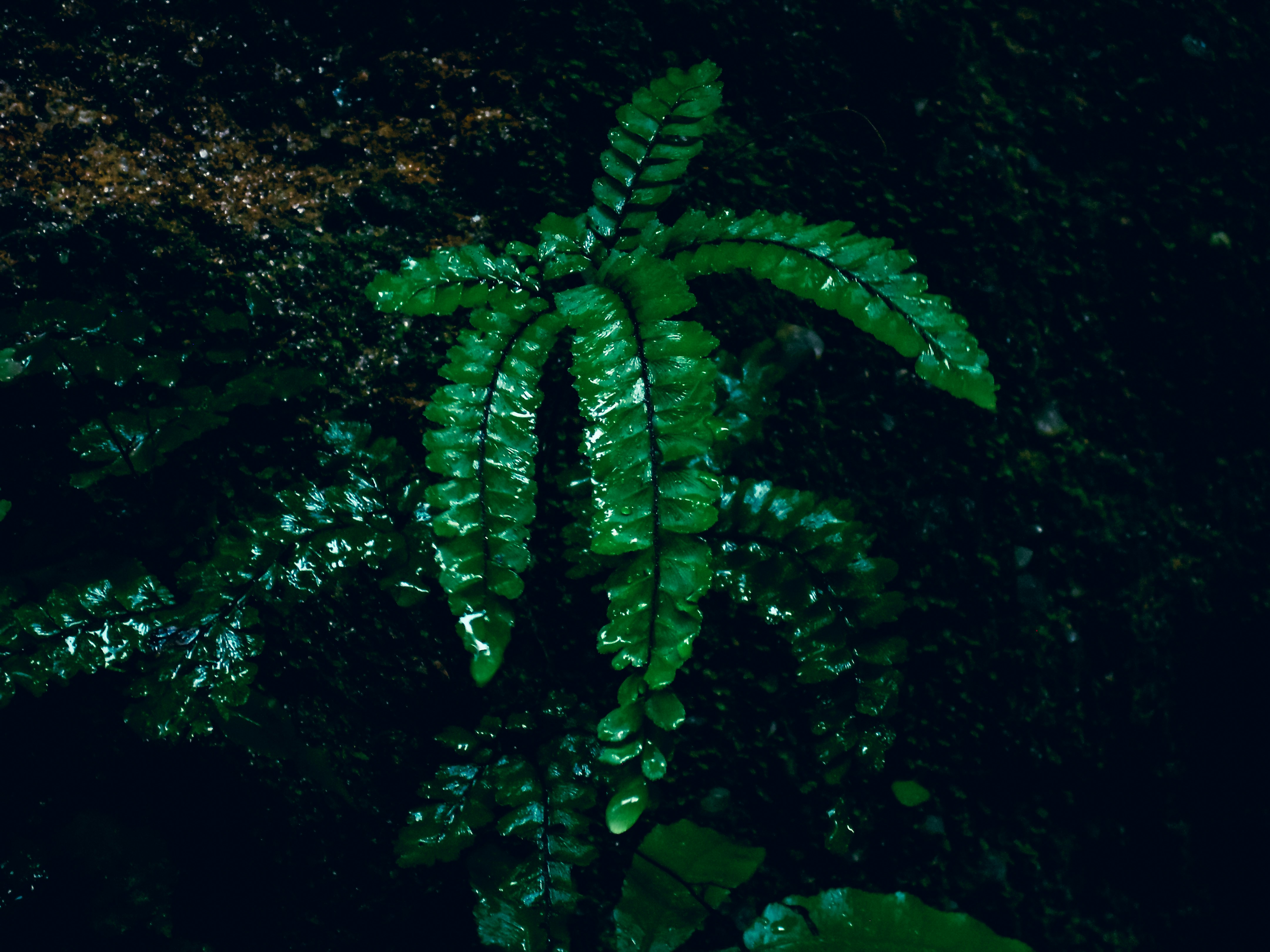 Emerald Fronds Crown the Dark Forest Floor