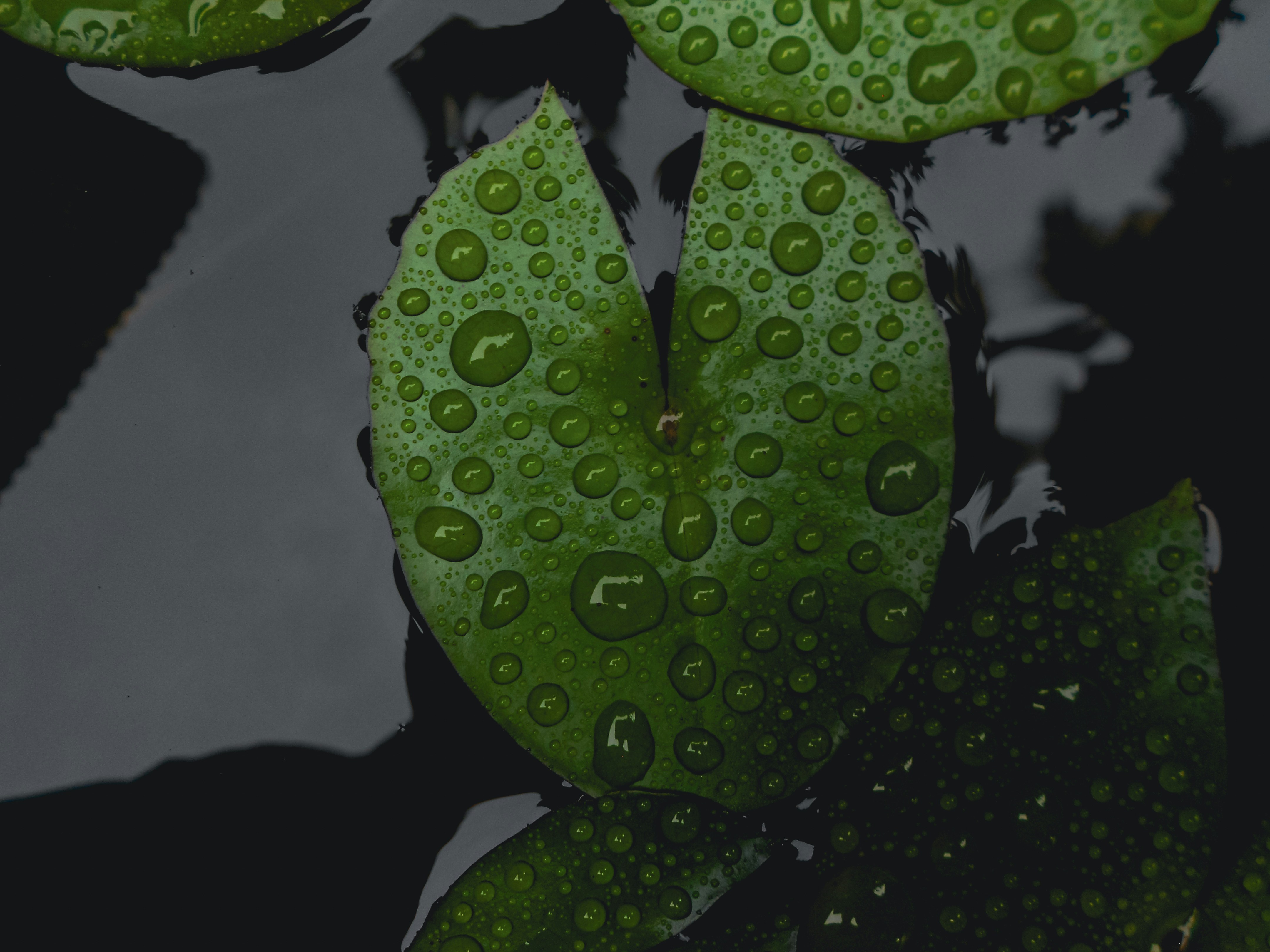 Macro photograph capturing dew droplets on a vibrant green leaf against a dark, reflective background.