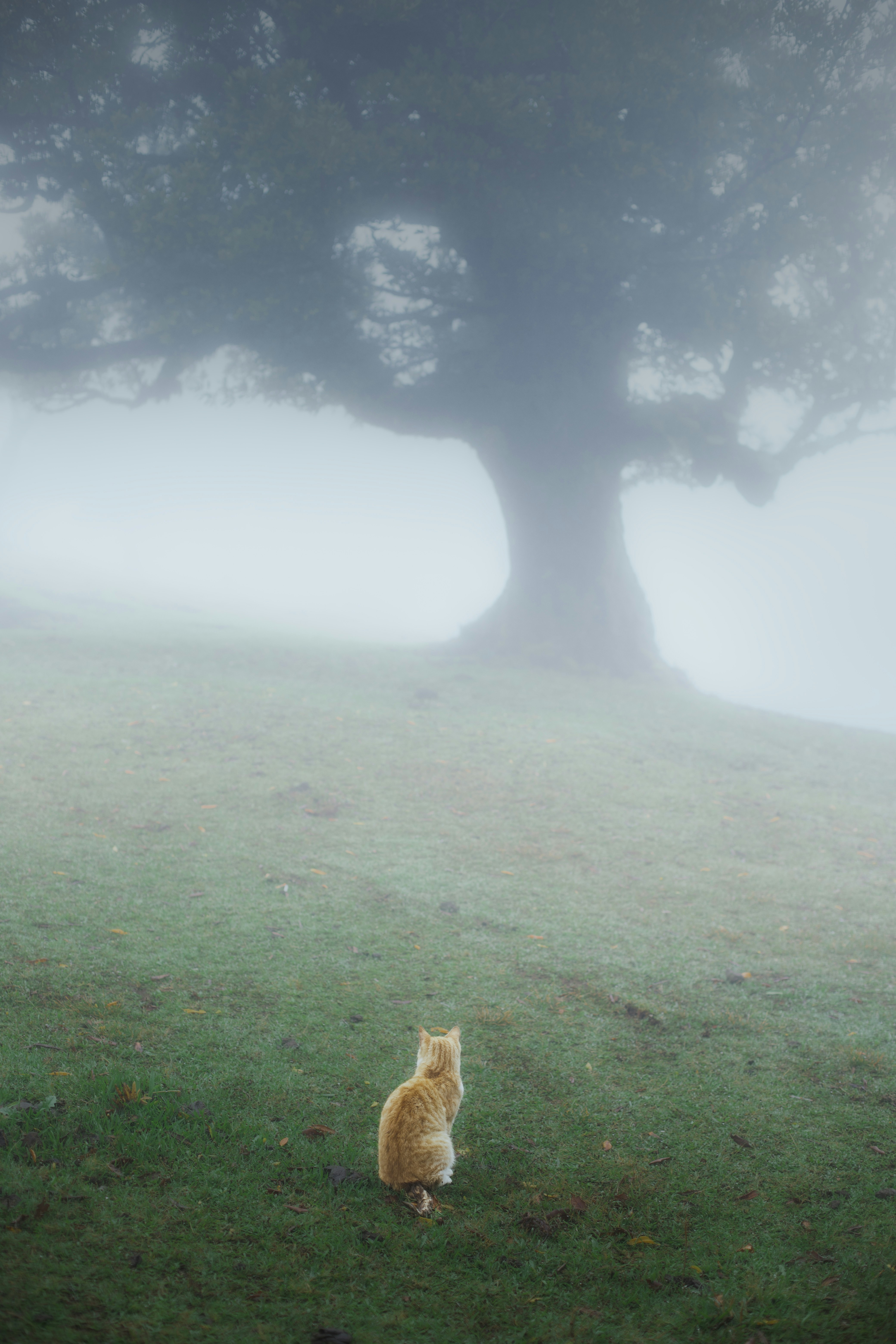 Un chat assis dans l’herbe devant un arbre photo – Image gratuite de ...