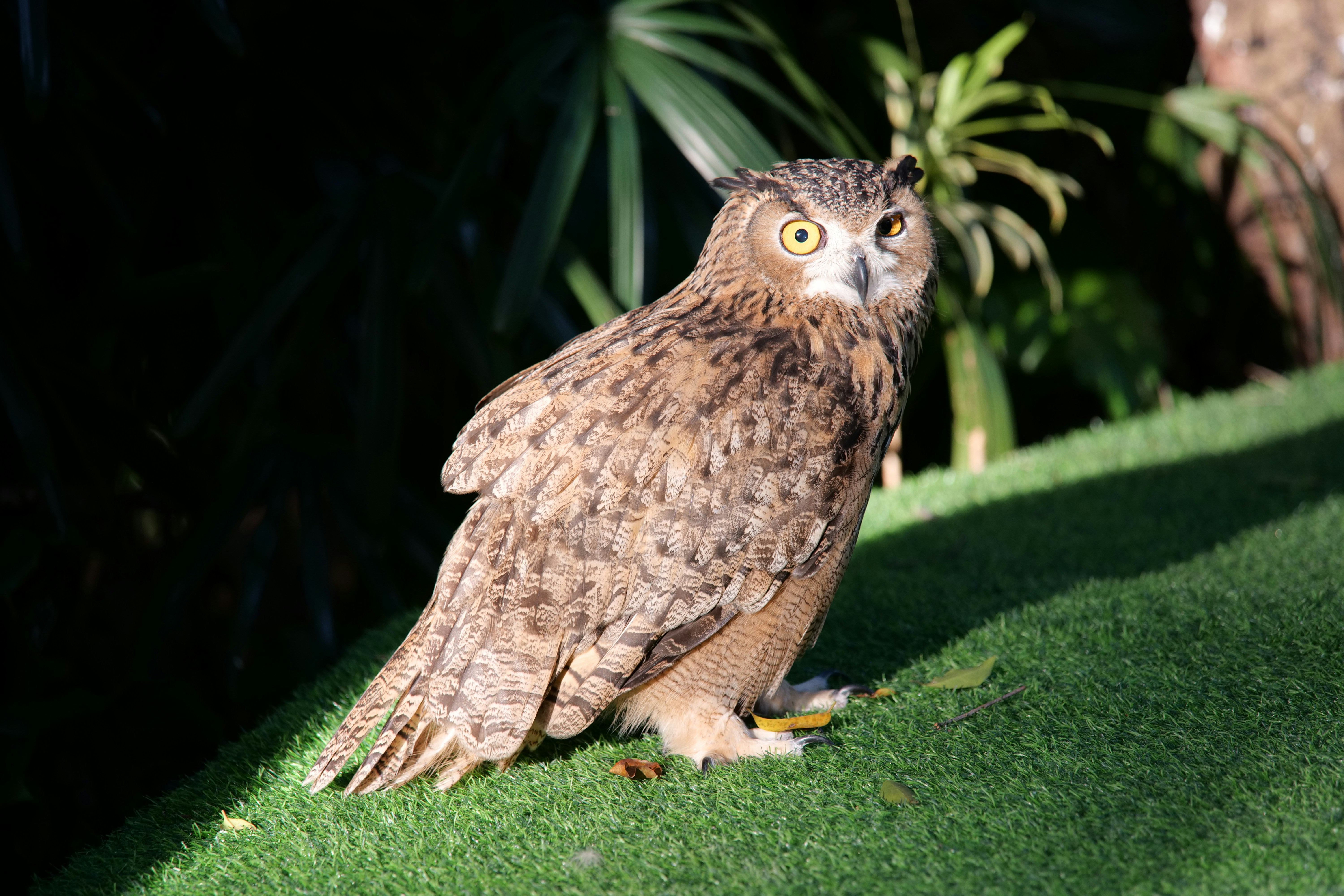 Golden-eyed Watcher on the Garden Knoll