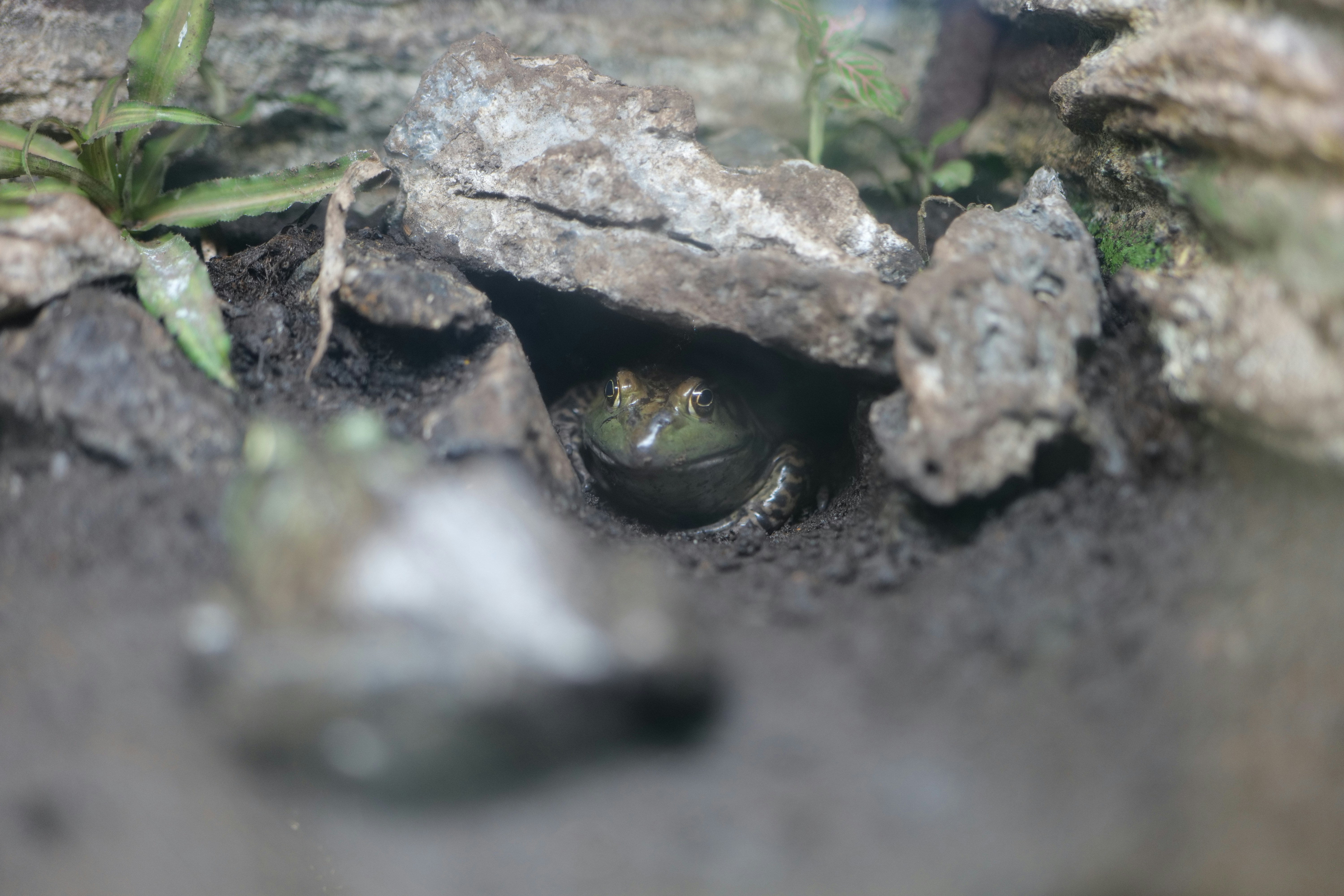 Photo by Chan Swan with Panasonic Lumix S5