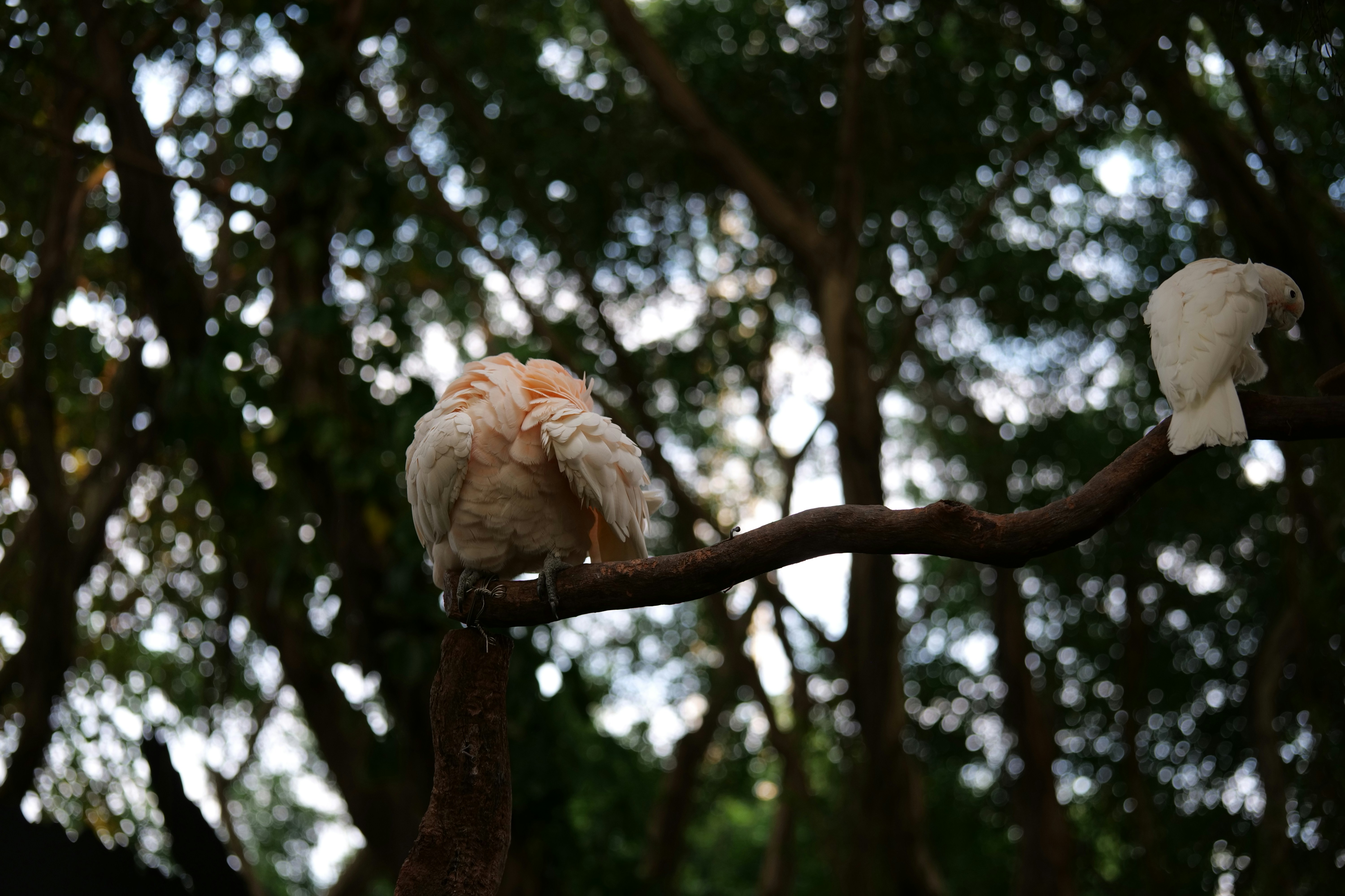 Dappled Canopy Meeting: Peach Cockatoo and White Companion on a Quiet Branch