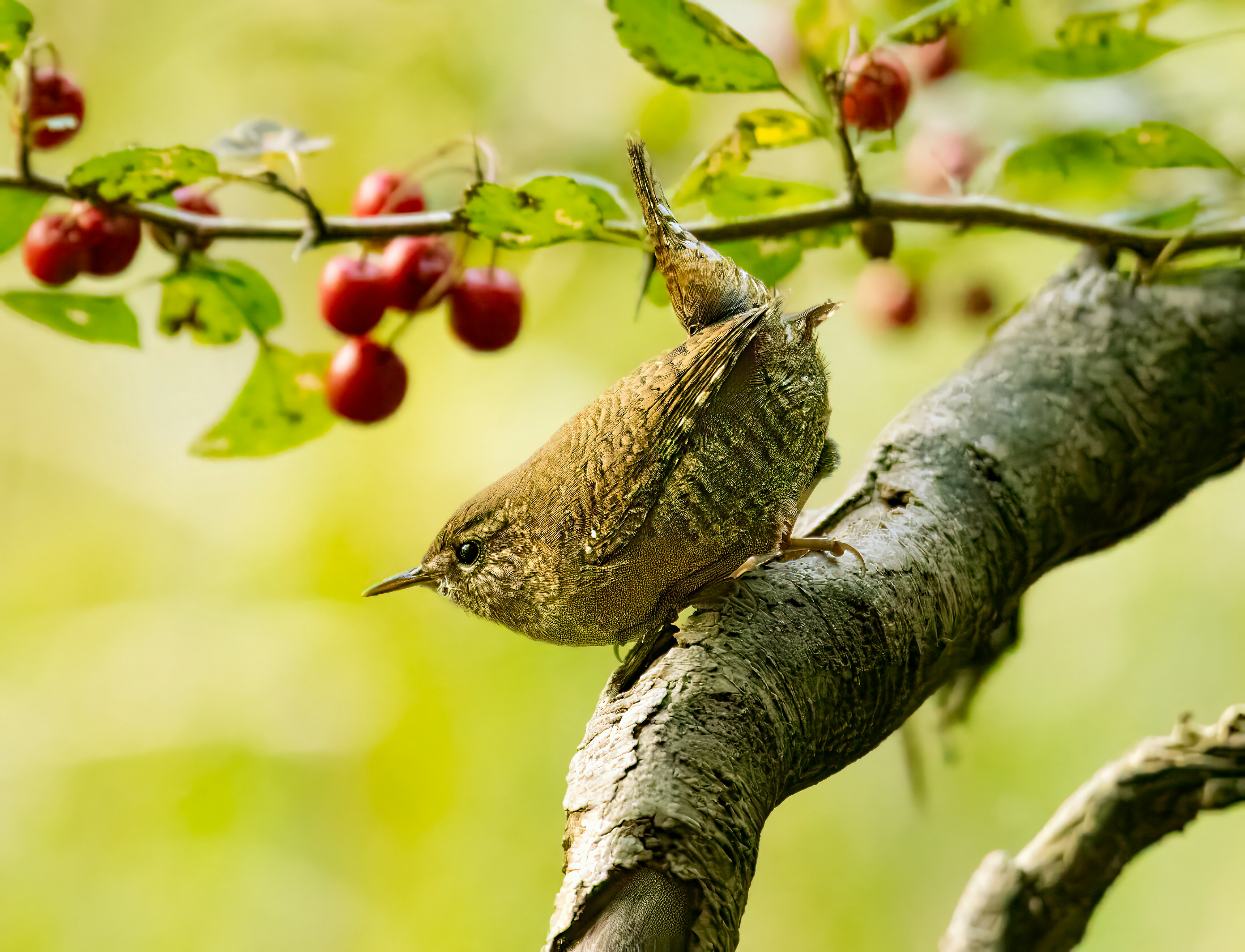 Photo by Guenther Brackmann with Canon EOS R7