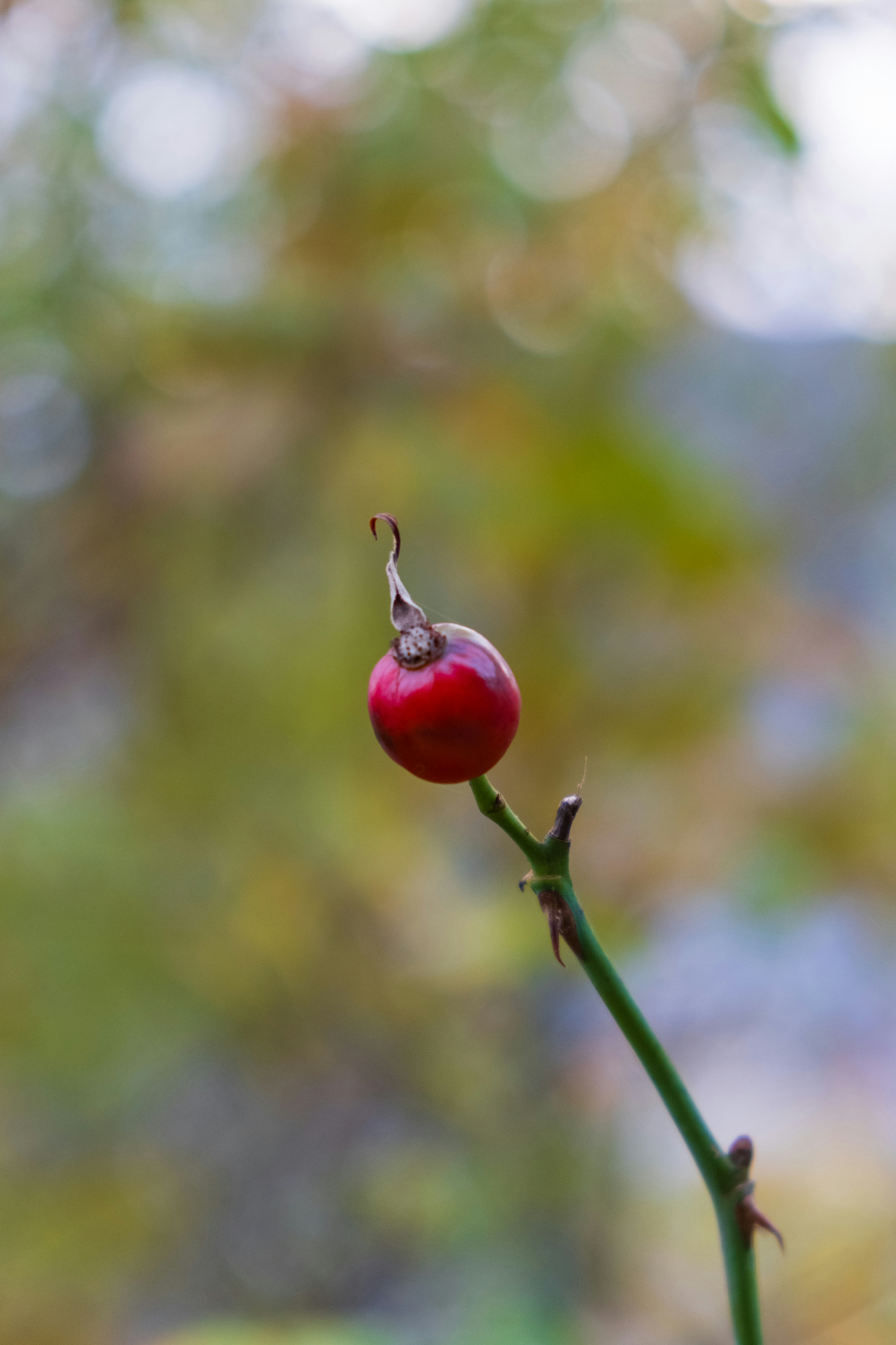 Single Ruby Berry on a Quiet Autumn Stem