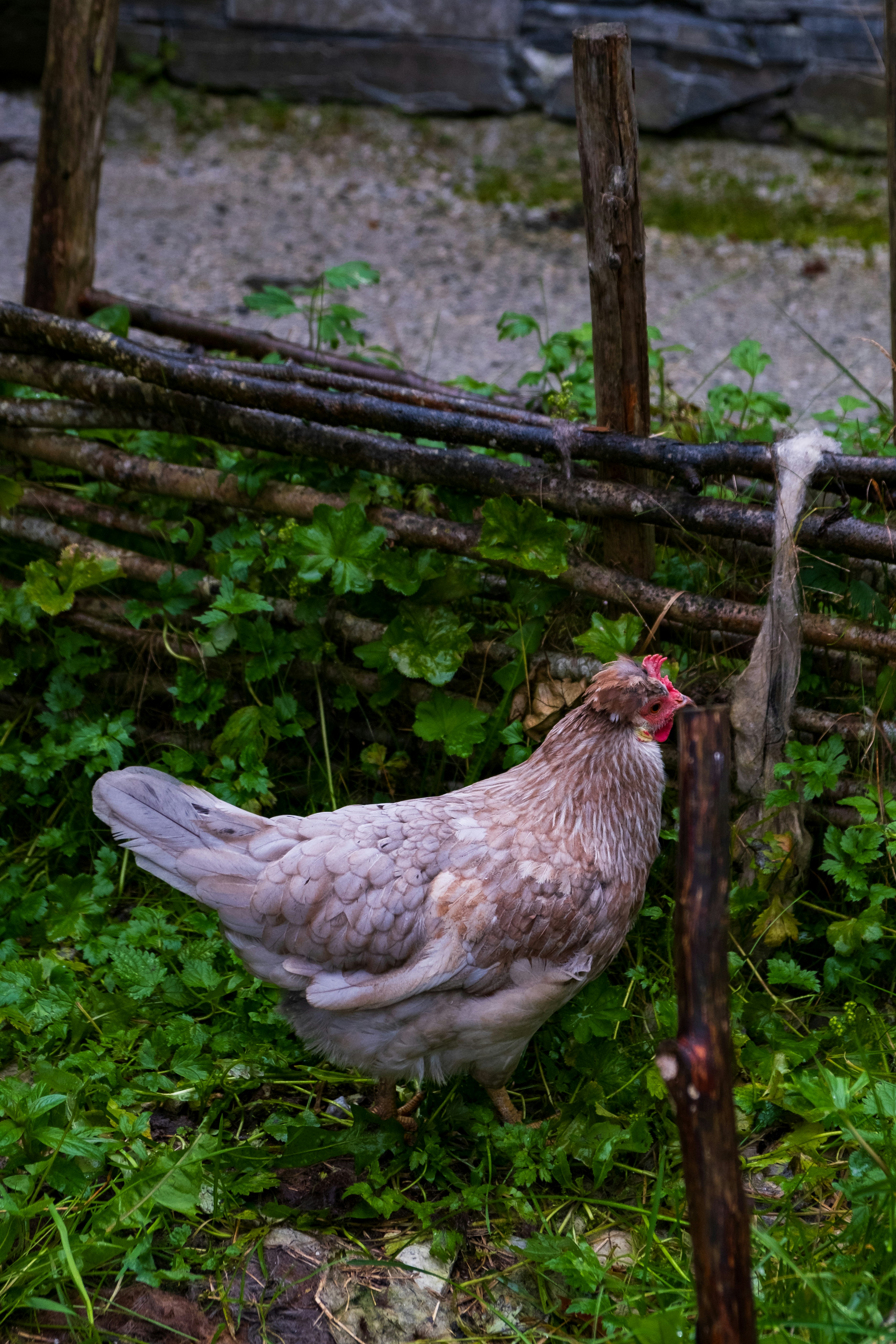 Pasture Gate Roost: A Framing Chicken in Frayed Lace Fences