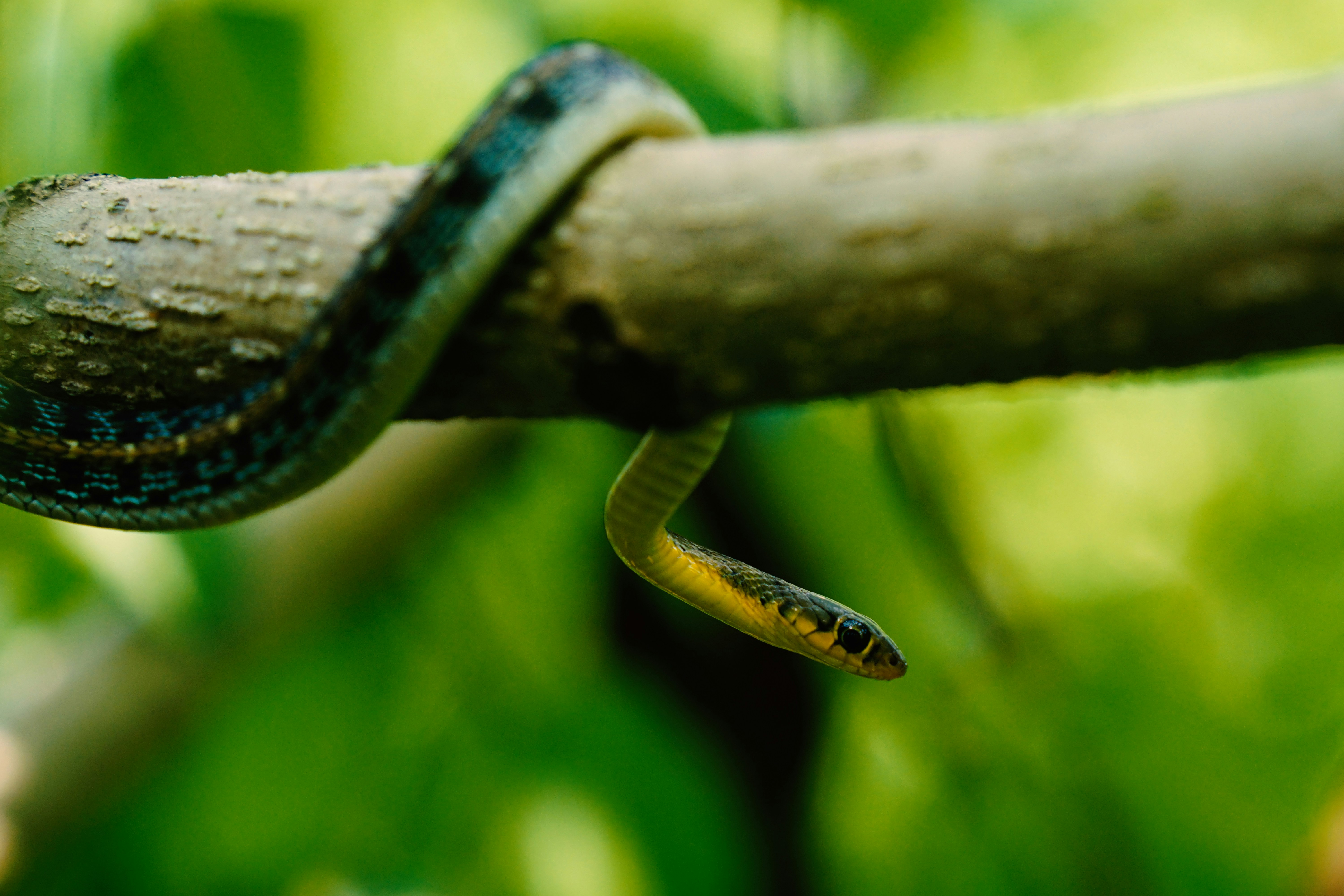 A close up of a snake on a branch photo – Free Animal Image on Unsplash
