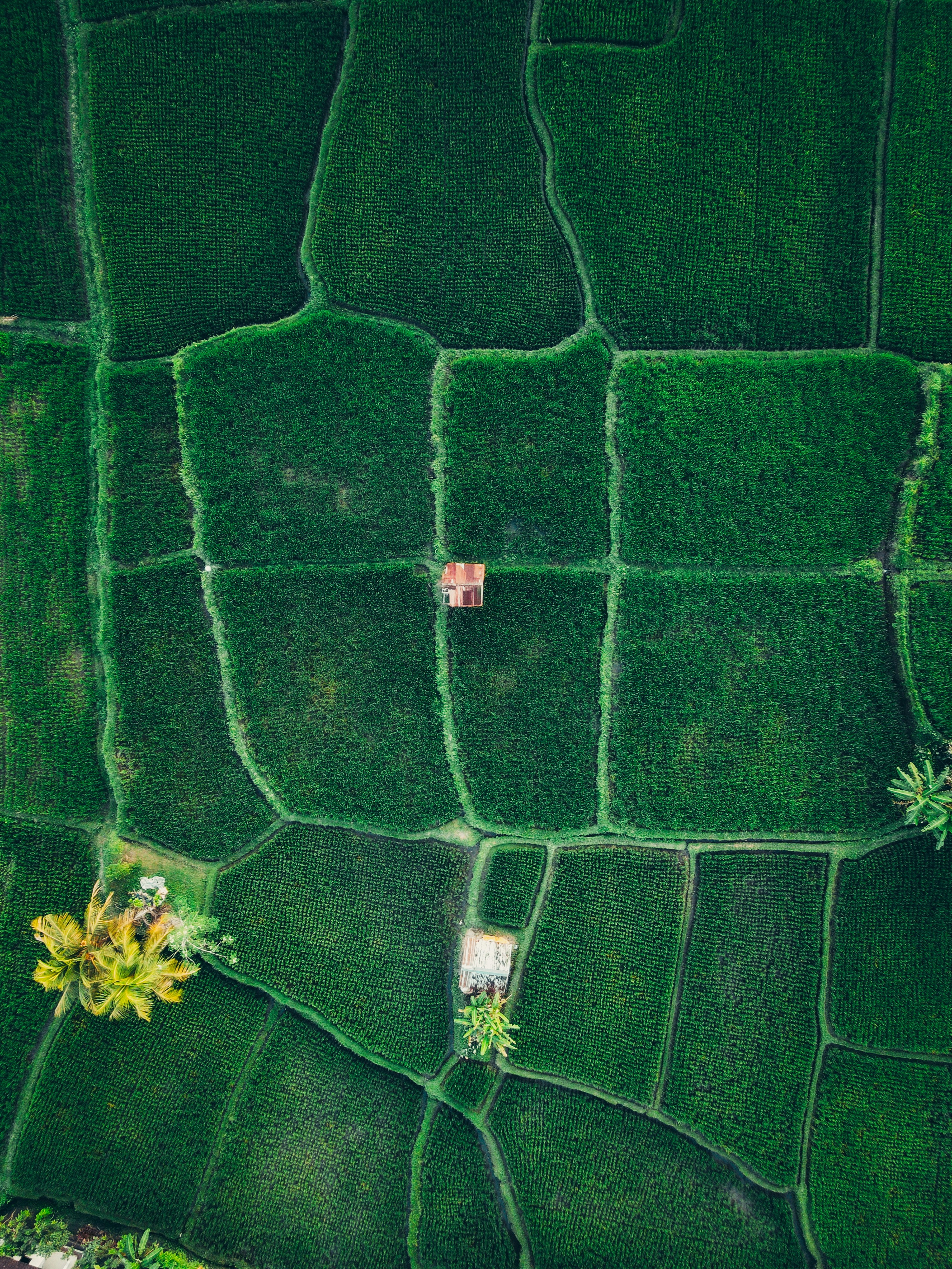 Verdant Geometry: The Artistry of Rice Fields