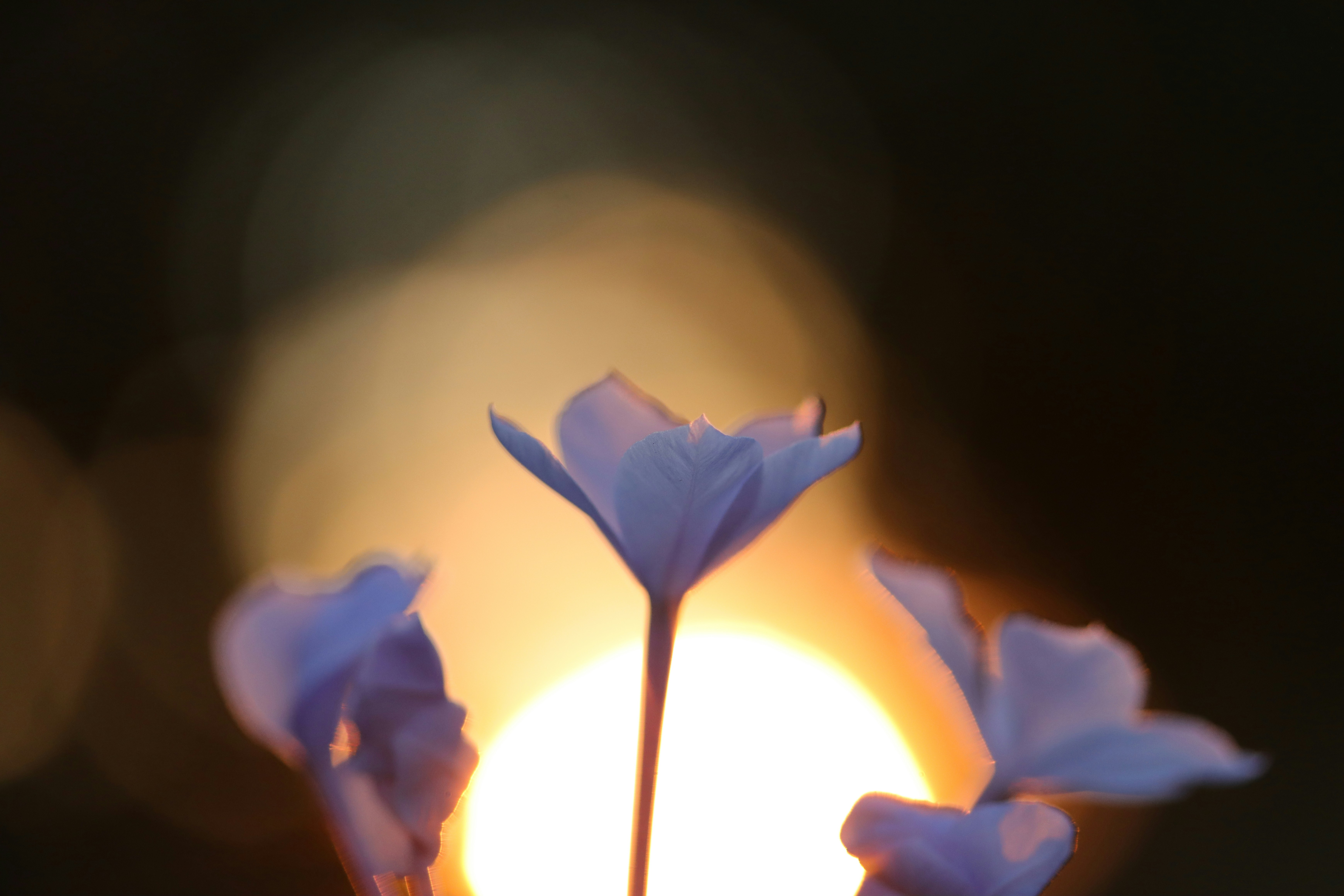 Haloed Blue Blooms: A Quiet Portrait of Light and Petals