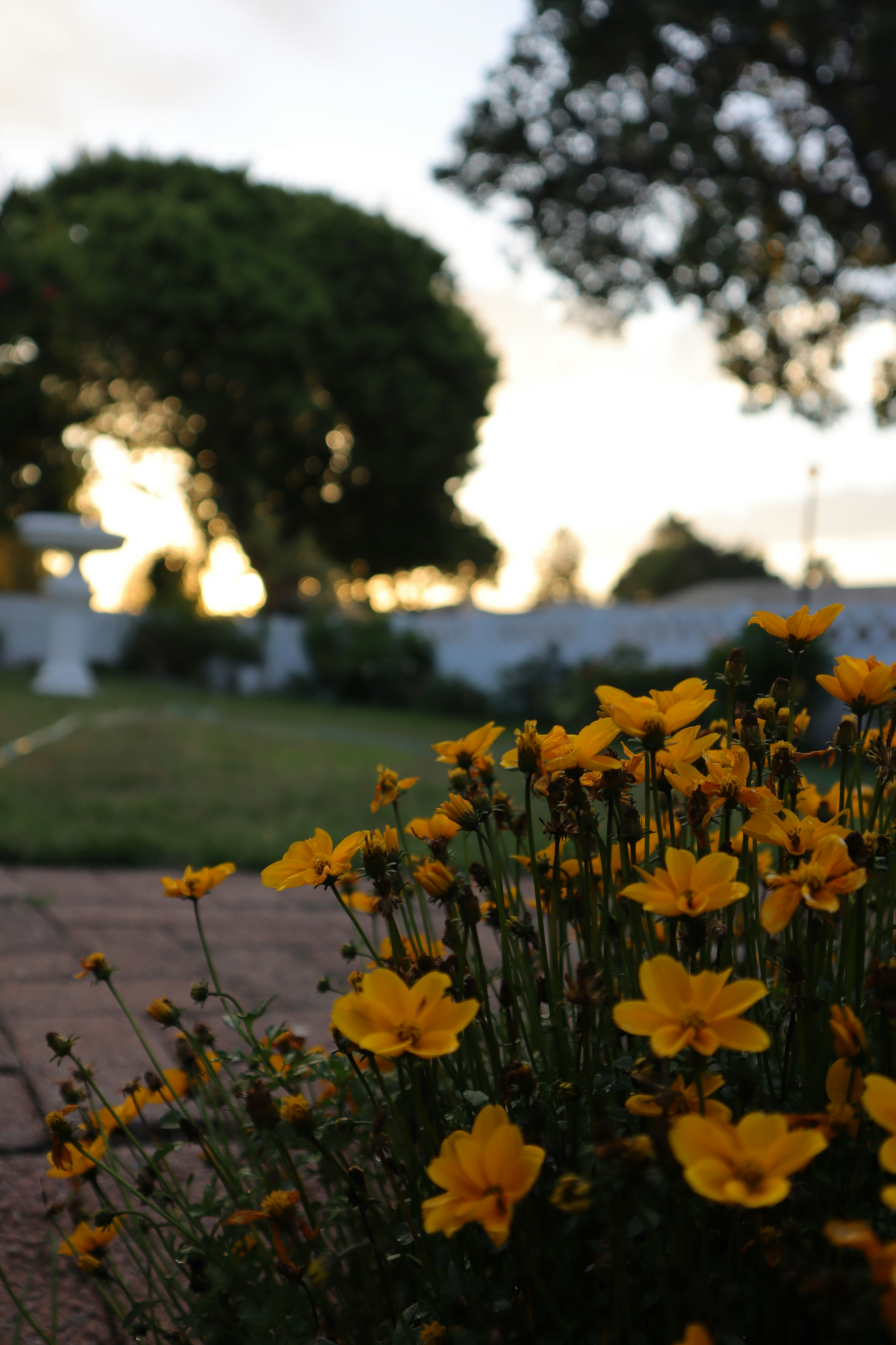 Golden Hour Glow: Yellow Flowers Framing a Serene Garden Path