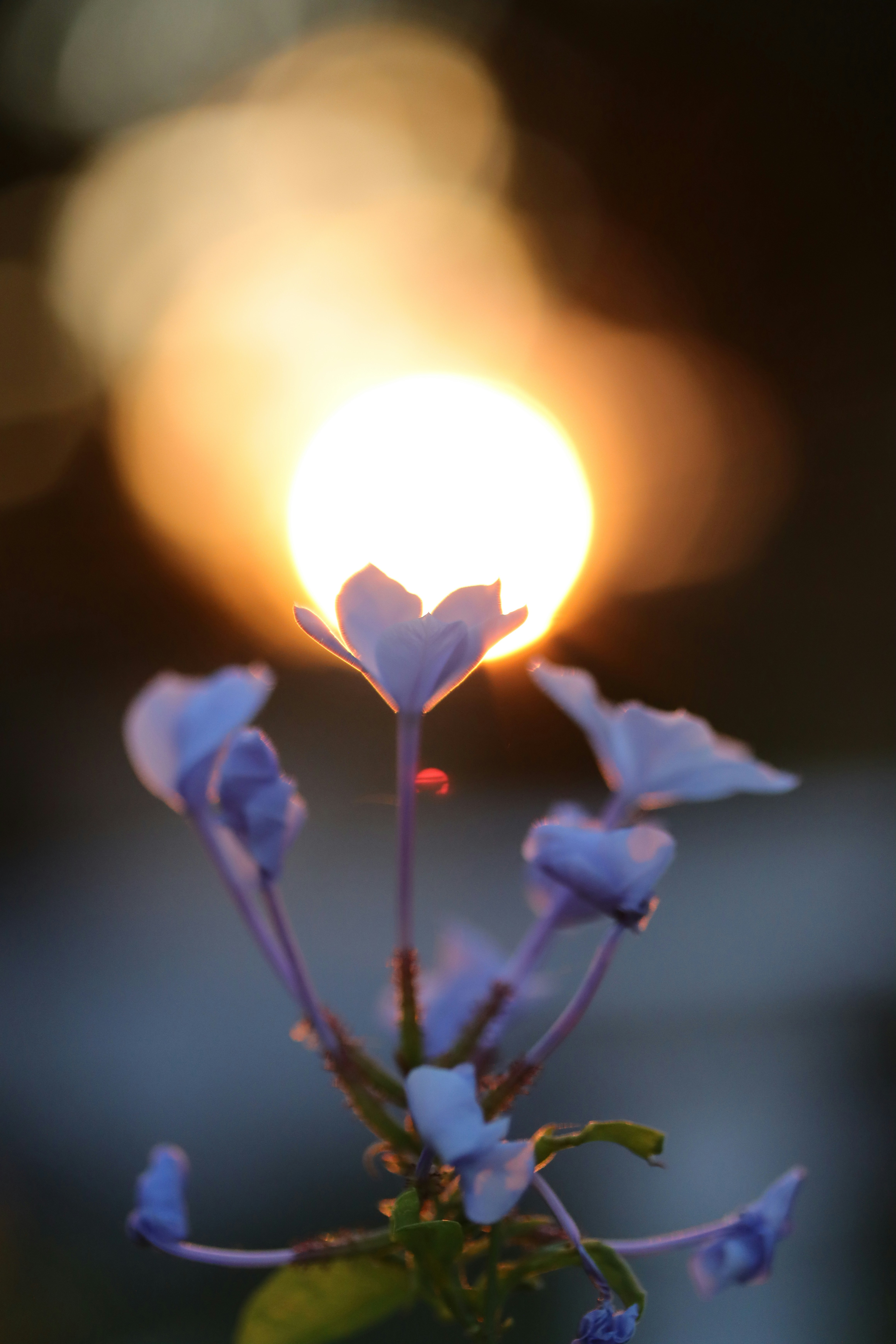 A close up of a flower with a light in the background