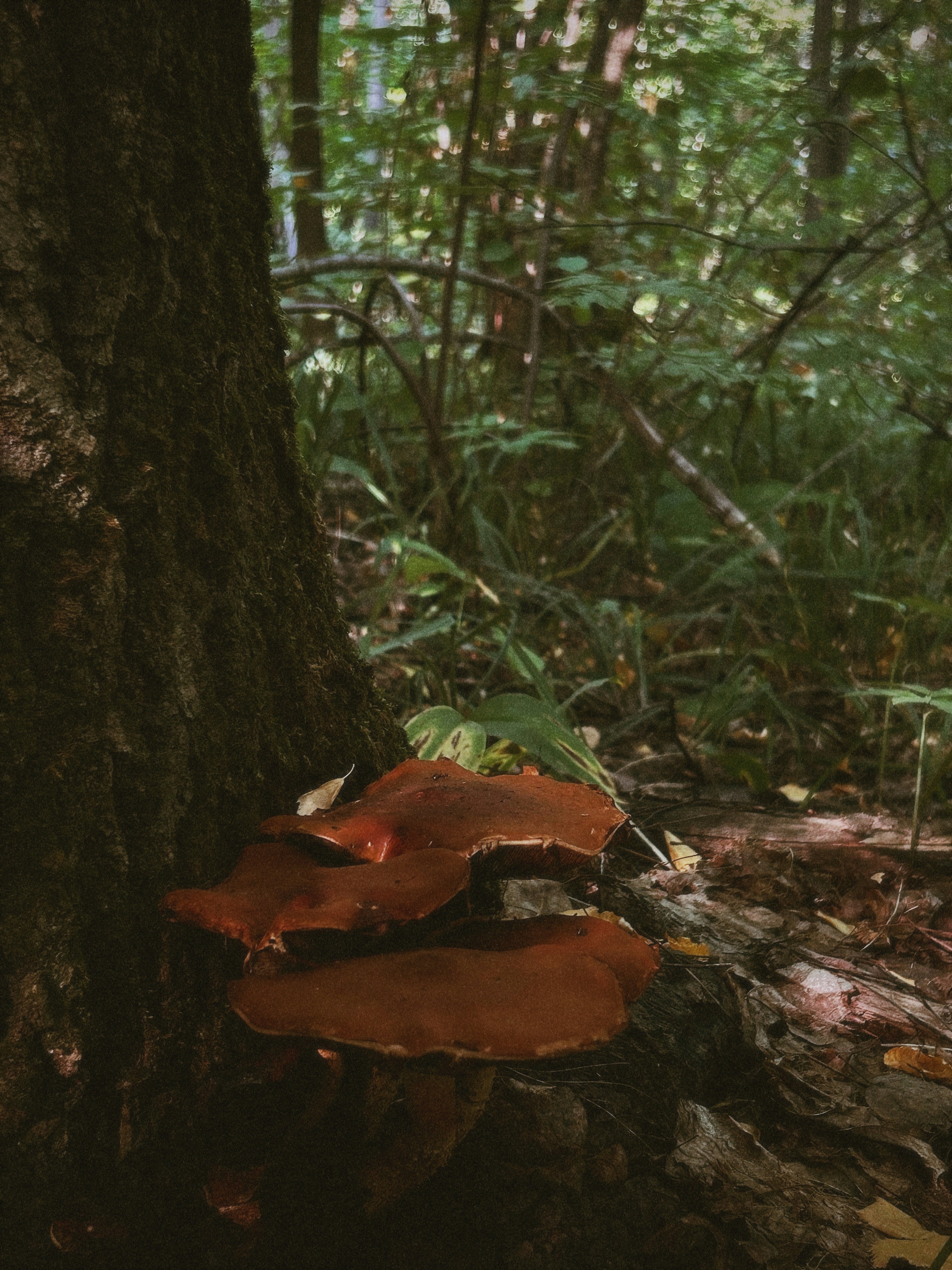 Forest floor close-up photograph showing red-brown shelf fungi clustered at the base of a mossy tree with damp leaves.