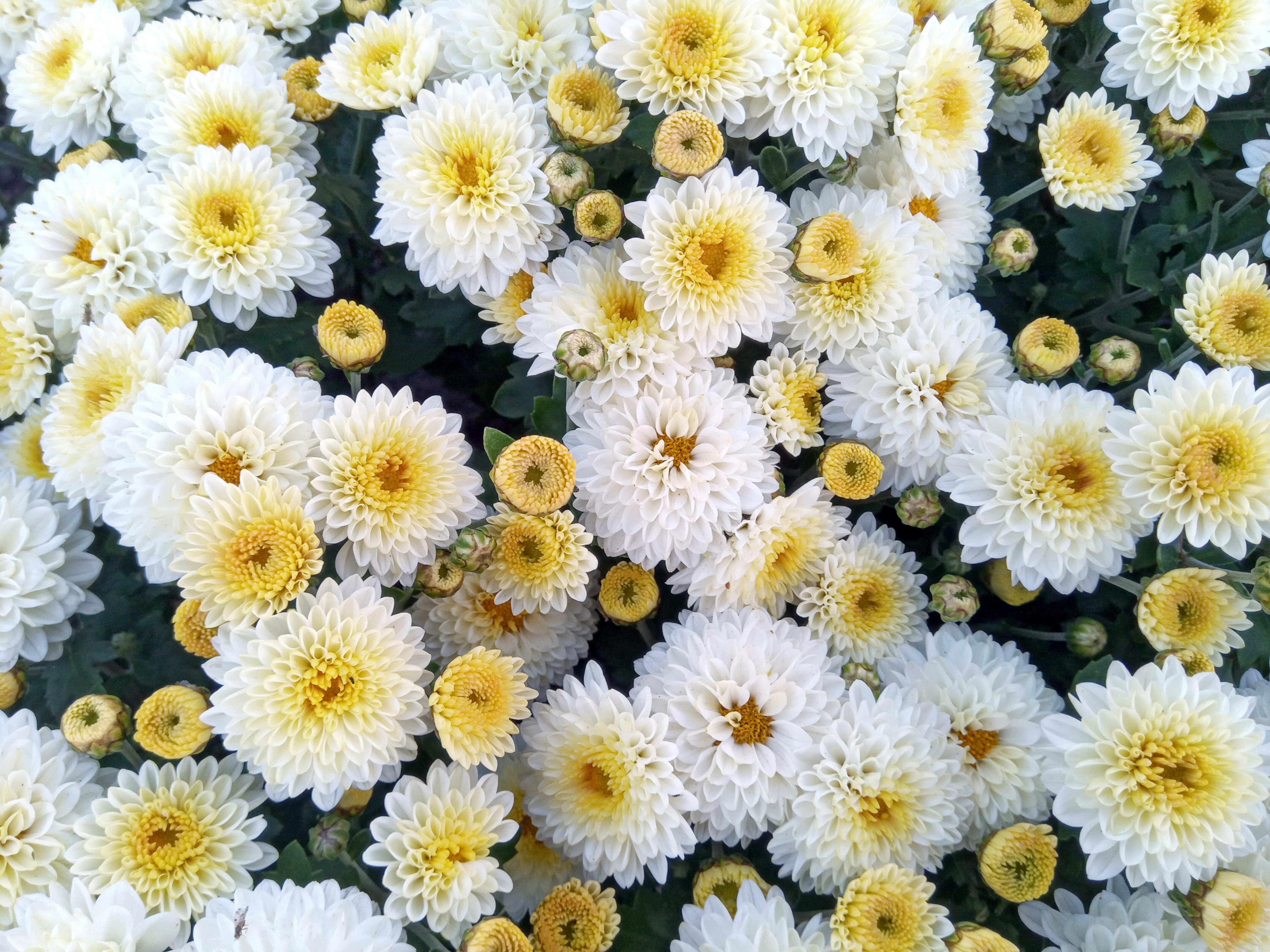 A dense bed of cream and pale yellow chrysanthemums fills the frame, each bloom with a warm yellow center. The composition emphasizes repetition and color harmony in a garden setting.