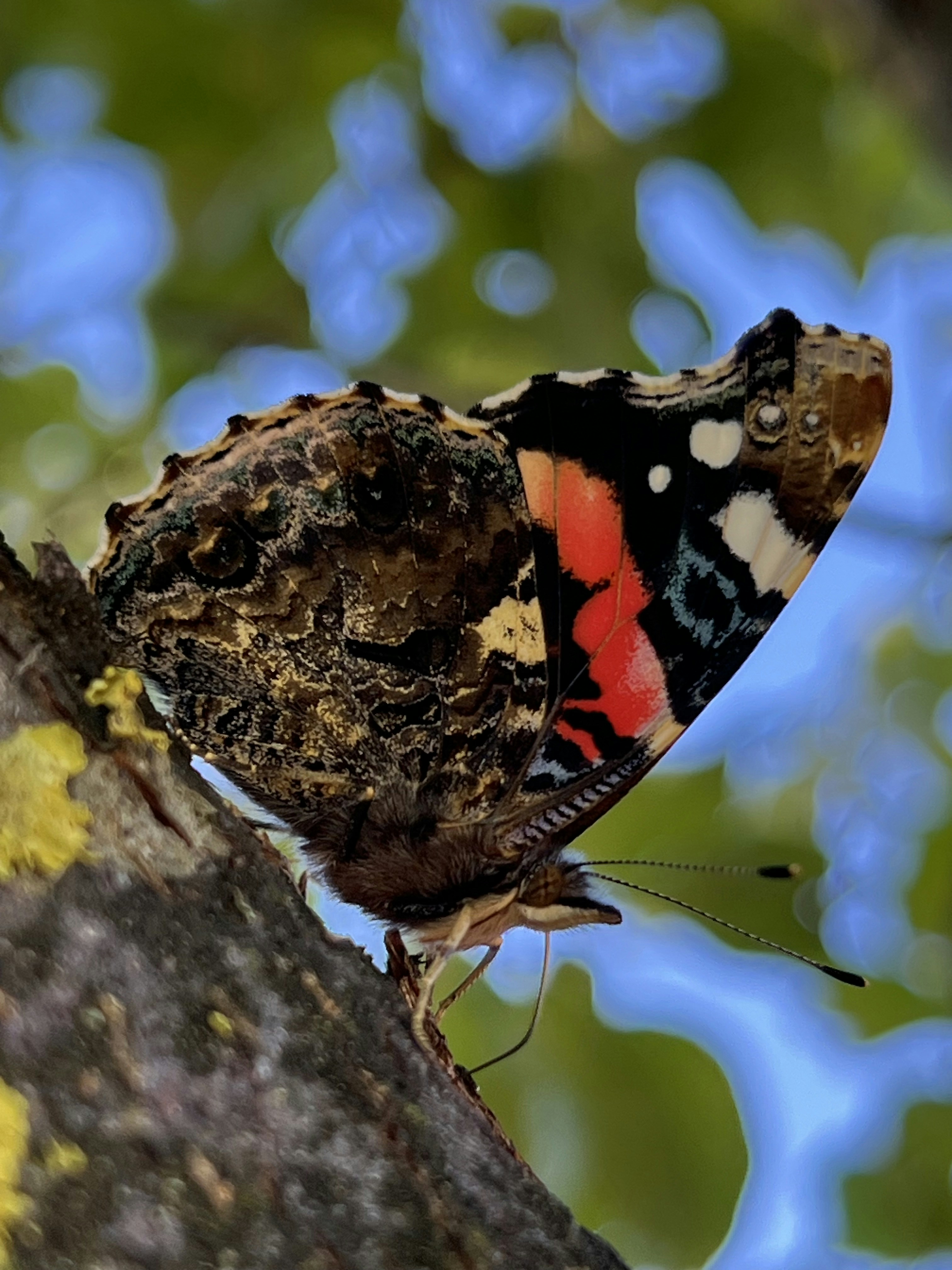 Red Admiral on Sunlit Bark: Close-Up of Color and Texture