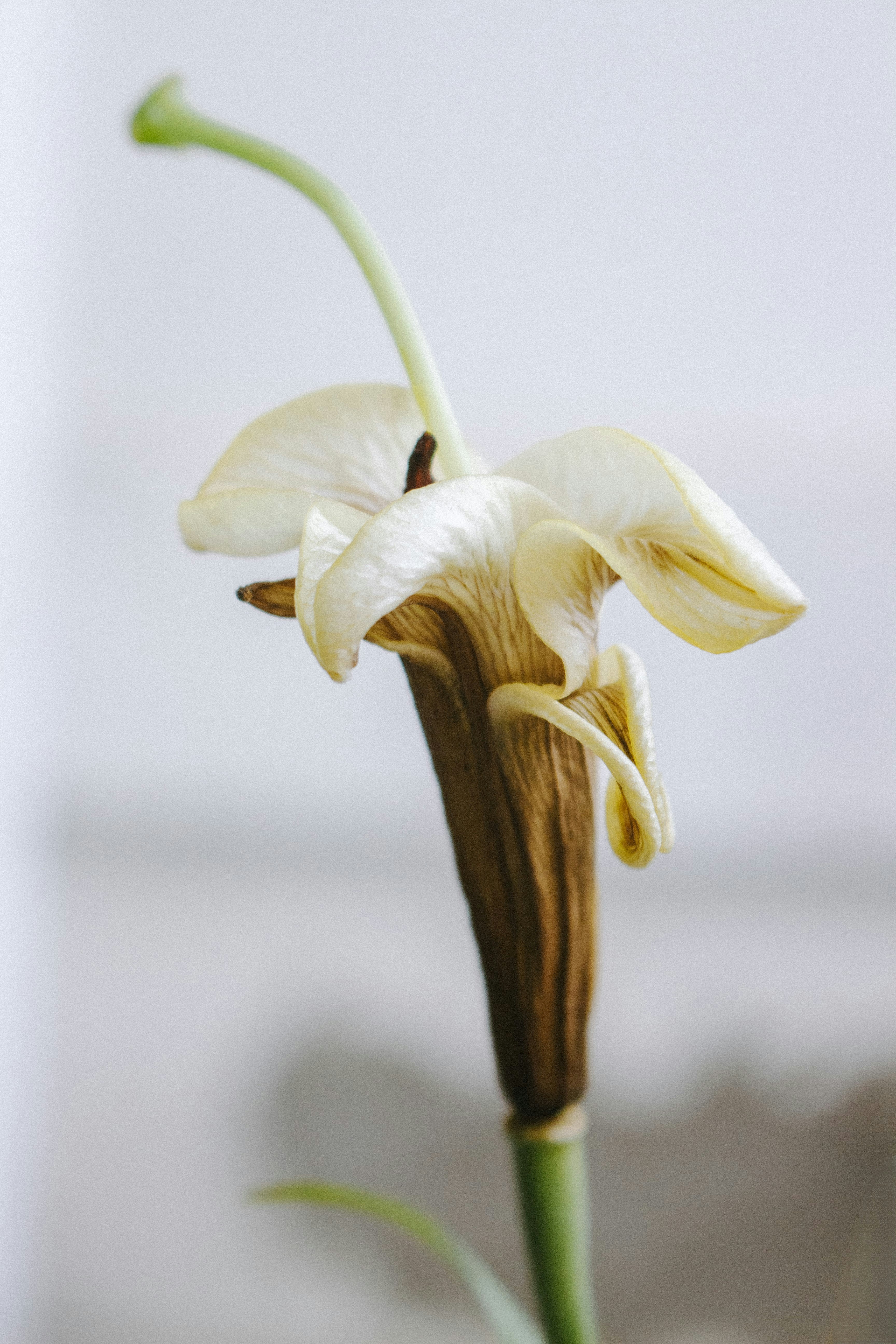 Cream Calla Lily: a quiet study of a wilted bloom under soft light