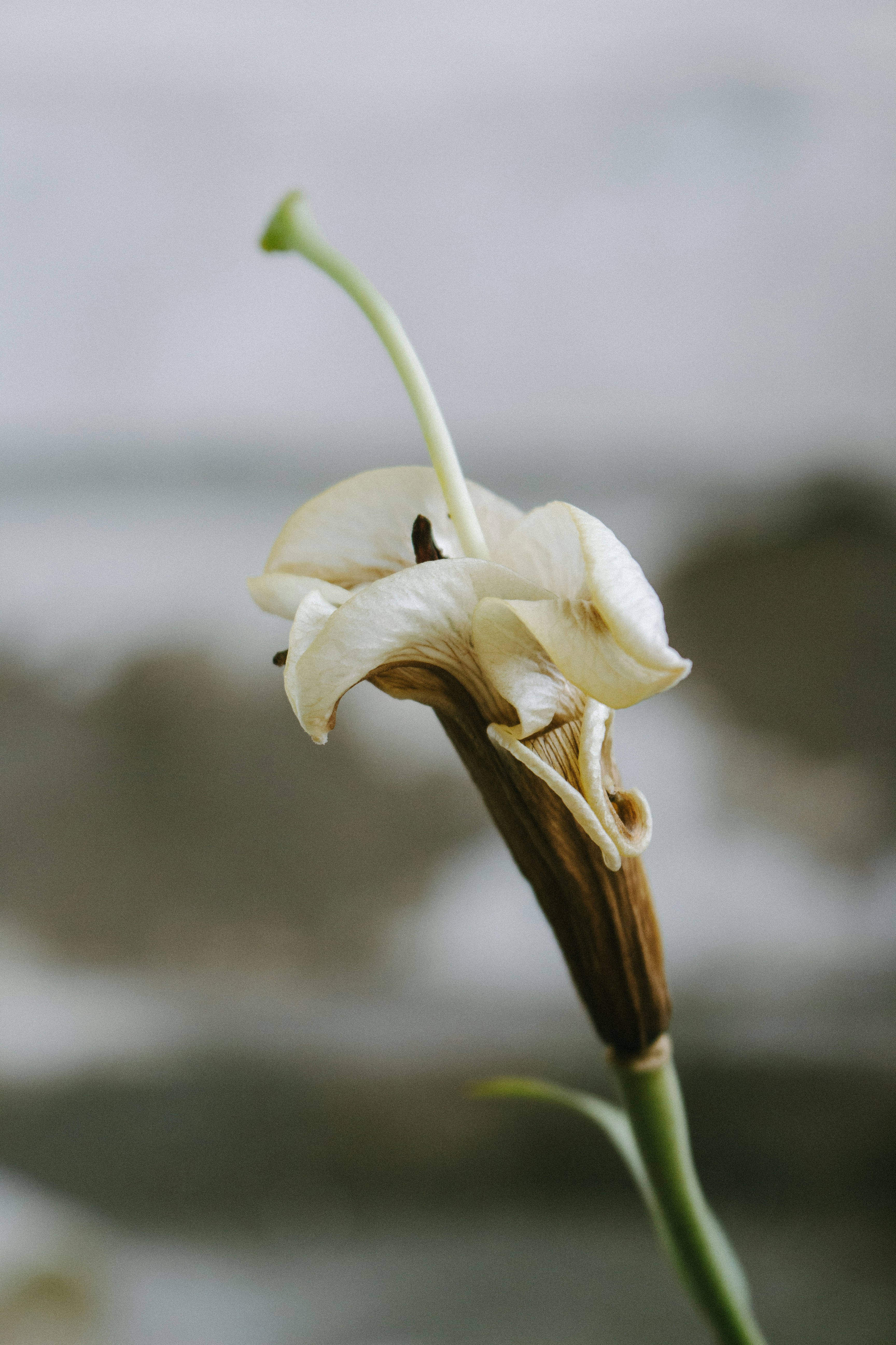 Wilted White: A Close-Up Portrait of a Stoic Bloom