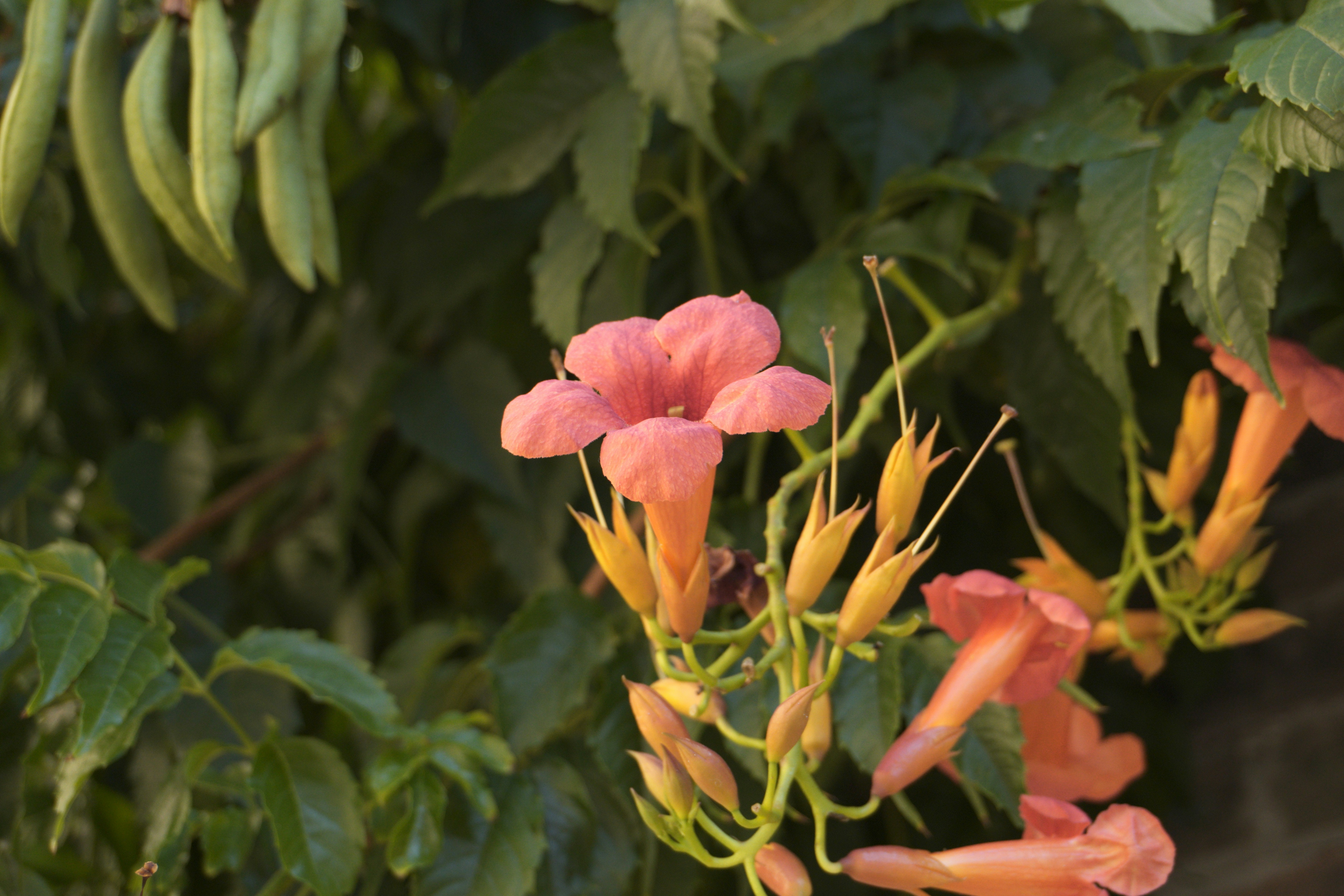 Coral Honeysuckle Blooms Framed by a Verdant Backdrop