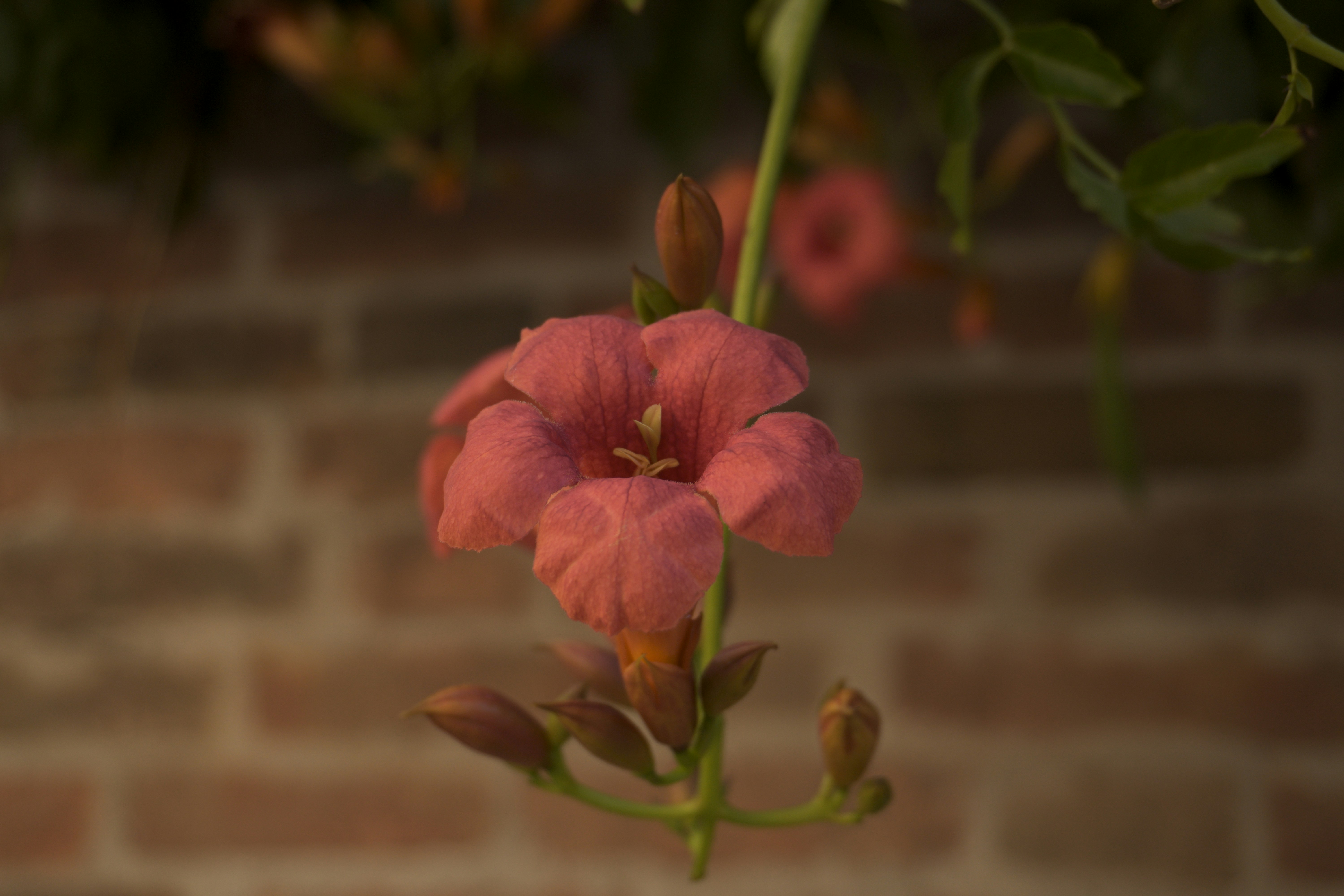 Petunia in Focus: Velvet Bloom Against a Brick Backdrop