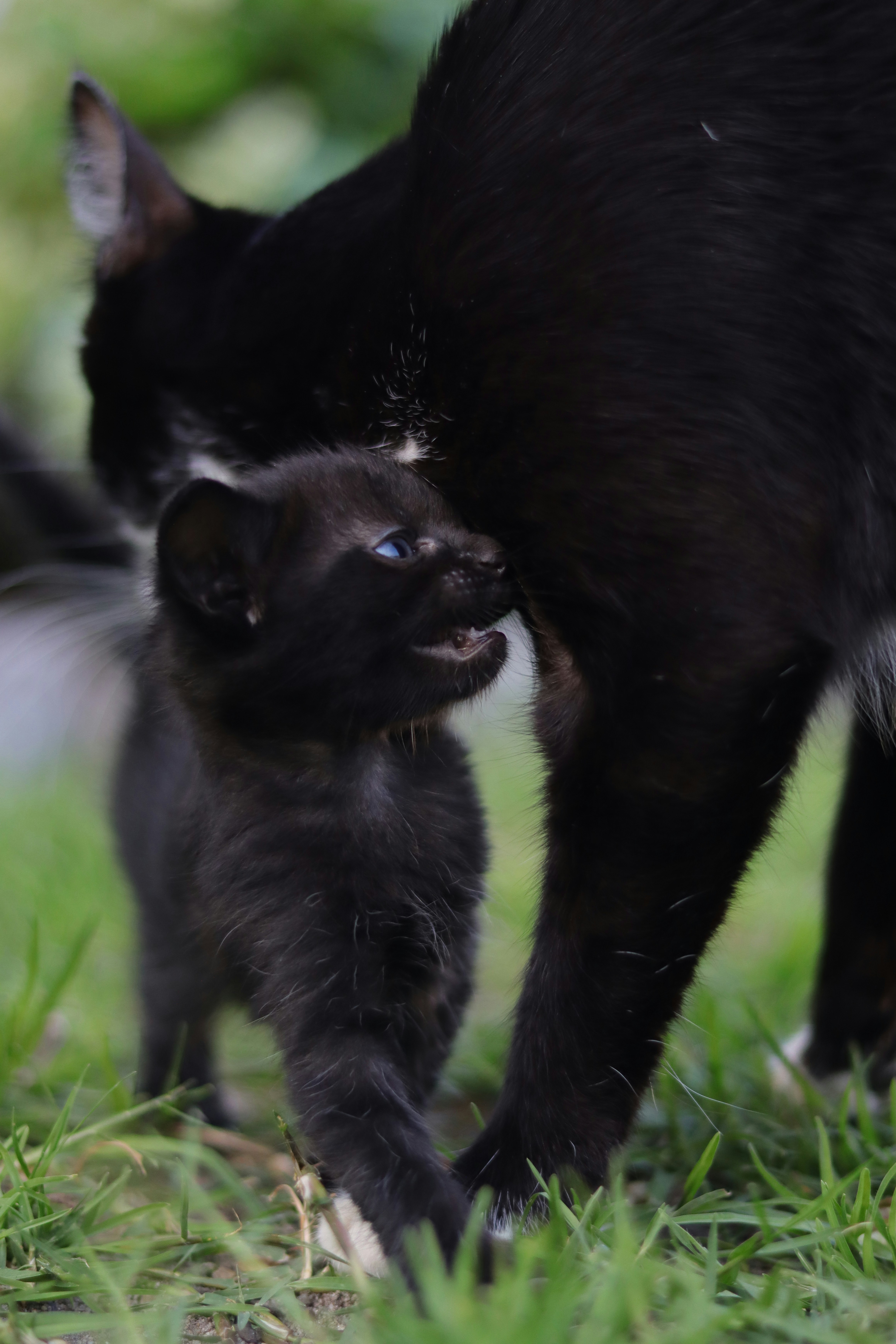 Tiny Kitten, Gentle Giant: A Moment of Trust on the Grass