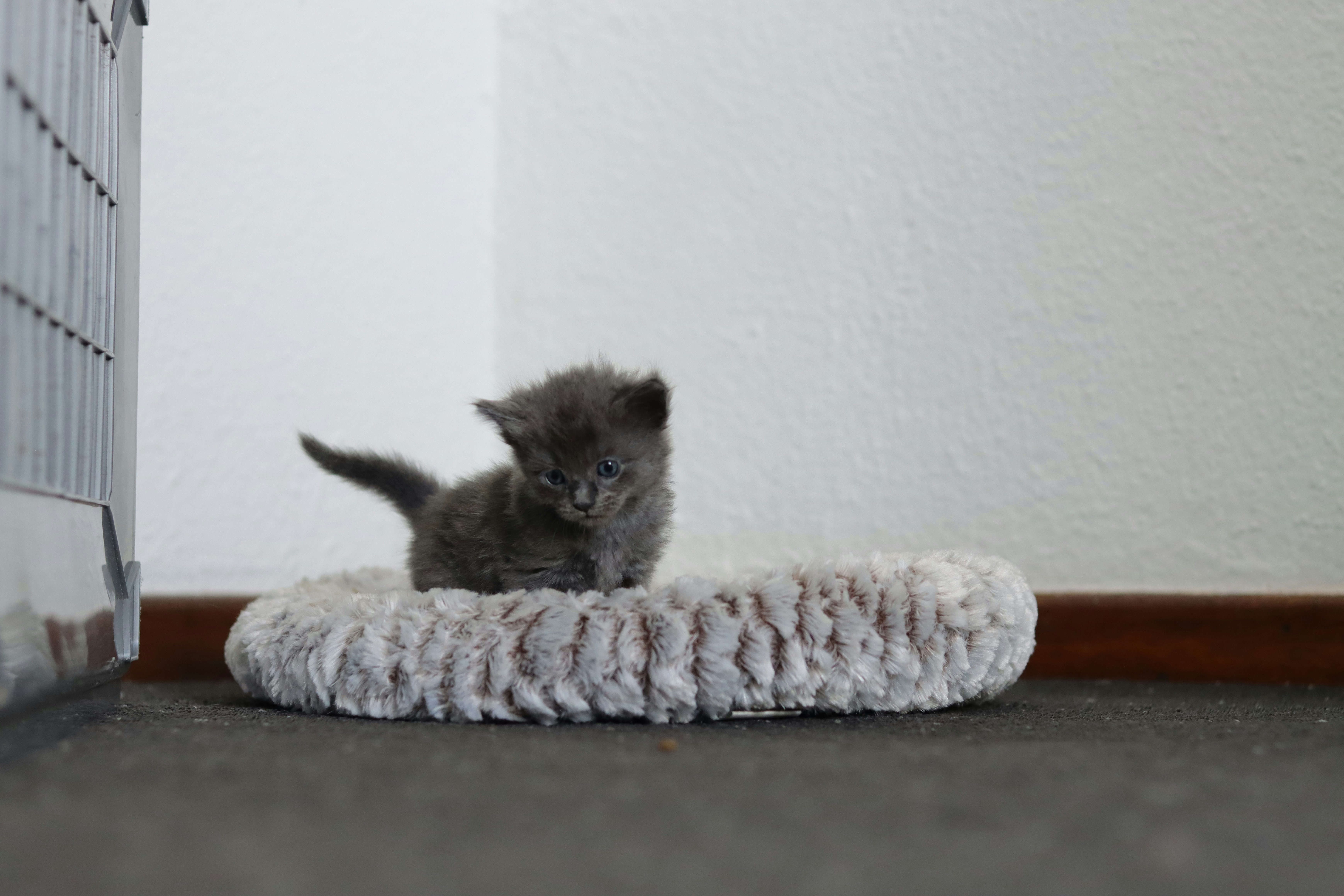 Curious Kitten on a Plush Ring in a Quiet Indoor Corner