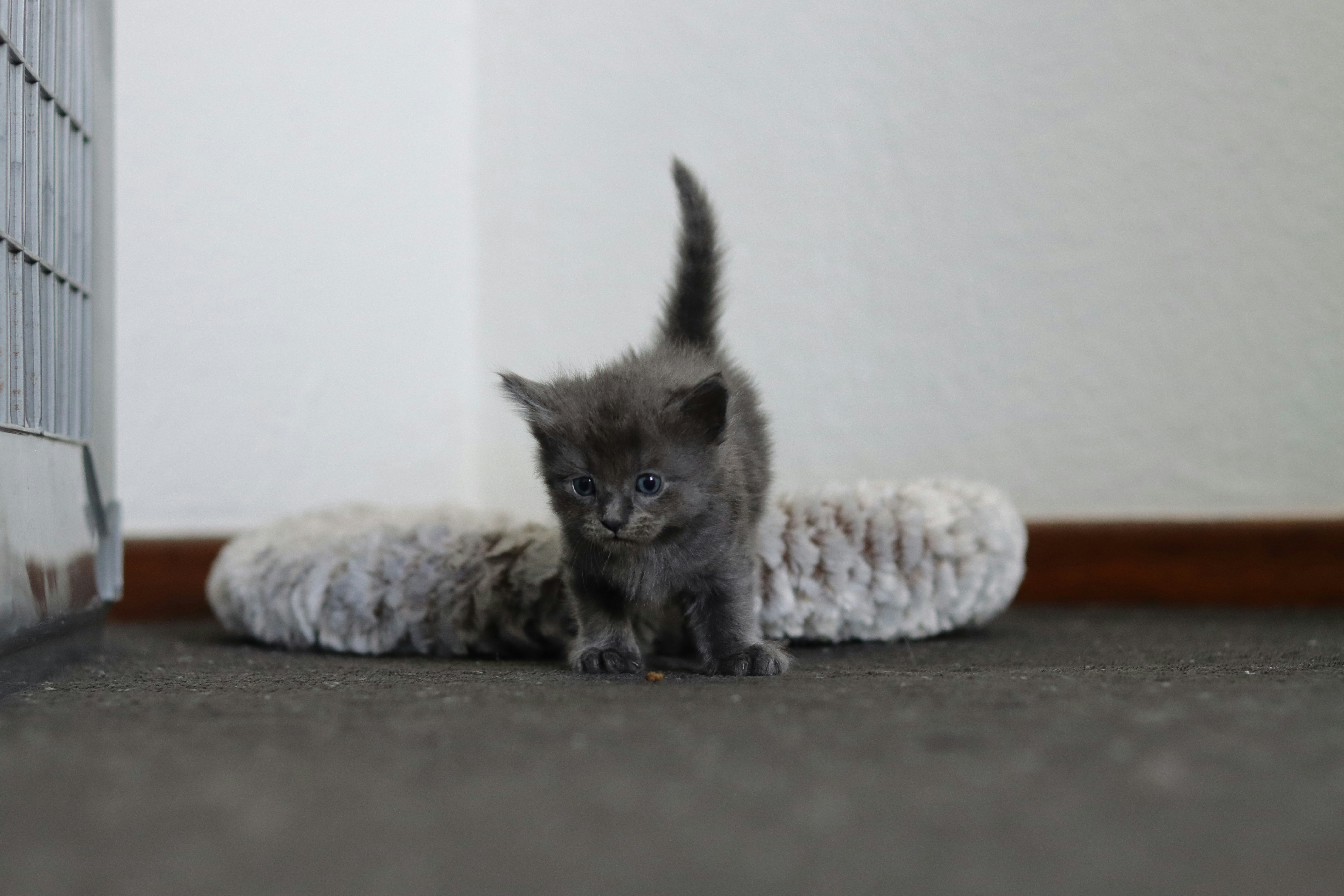 Tiny Gray Explorer Stands Guard by a Plush Mat