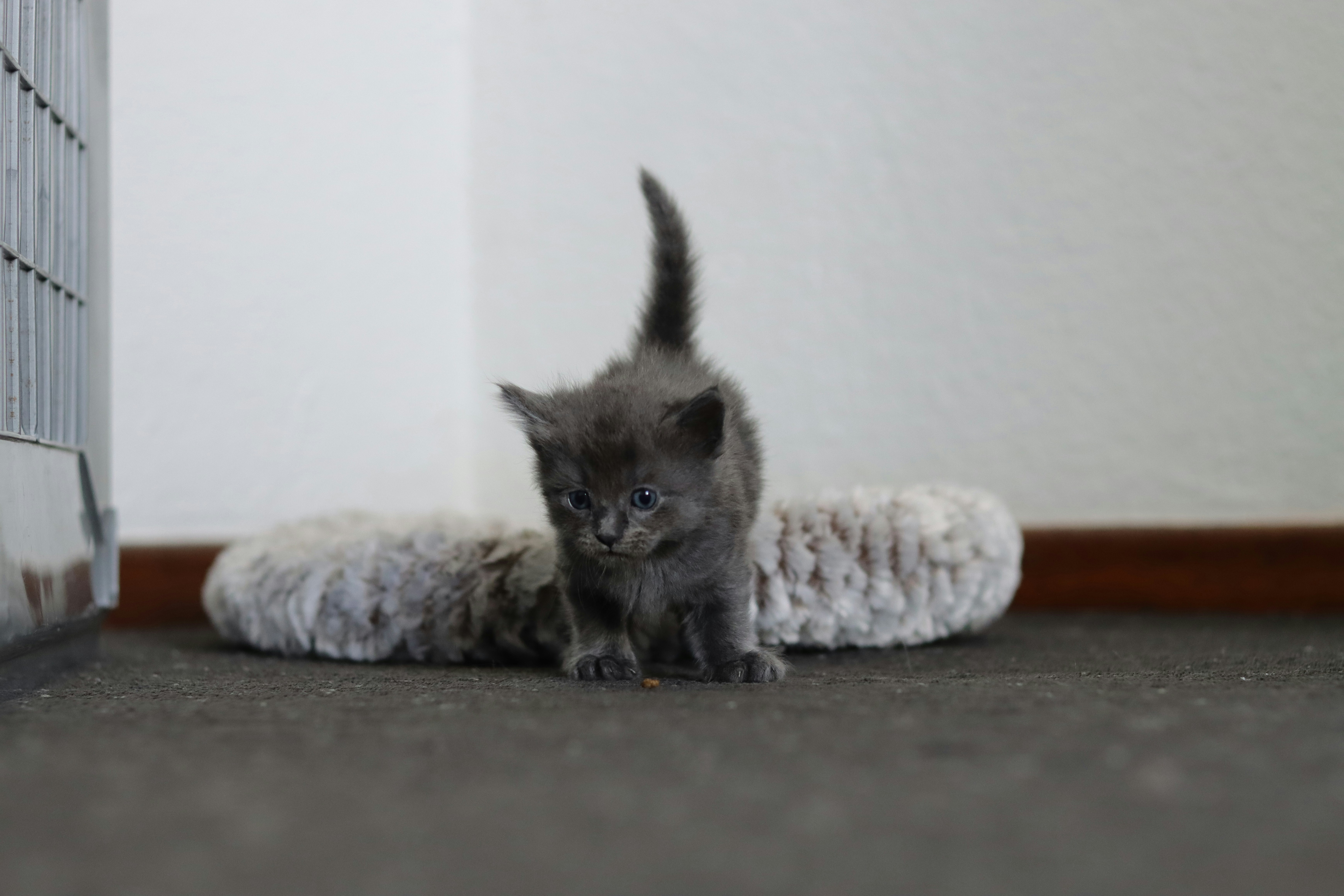 Gray Kitten at the Threshold: a quiet moment in a minimalist indoor corner