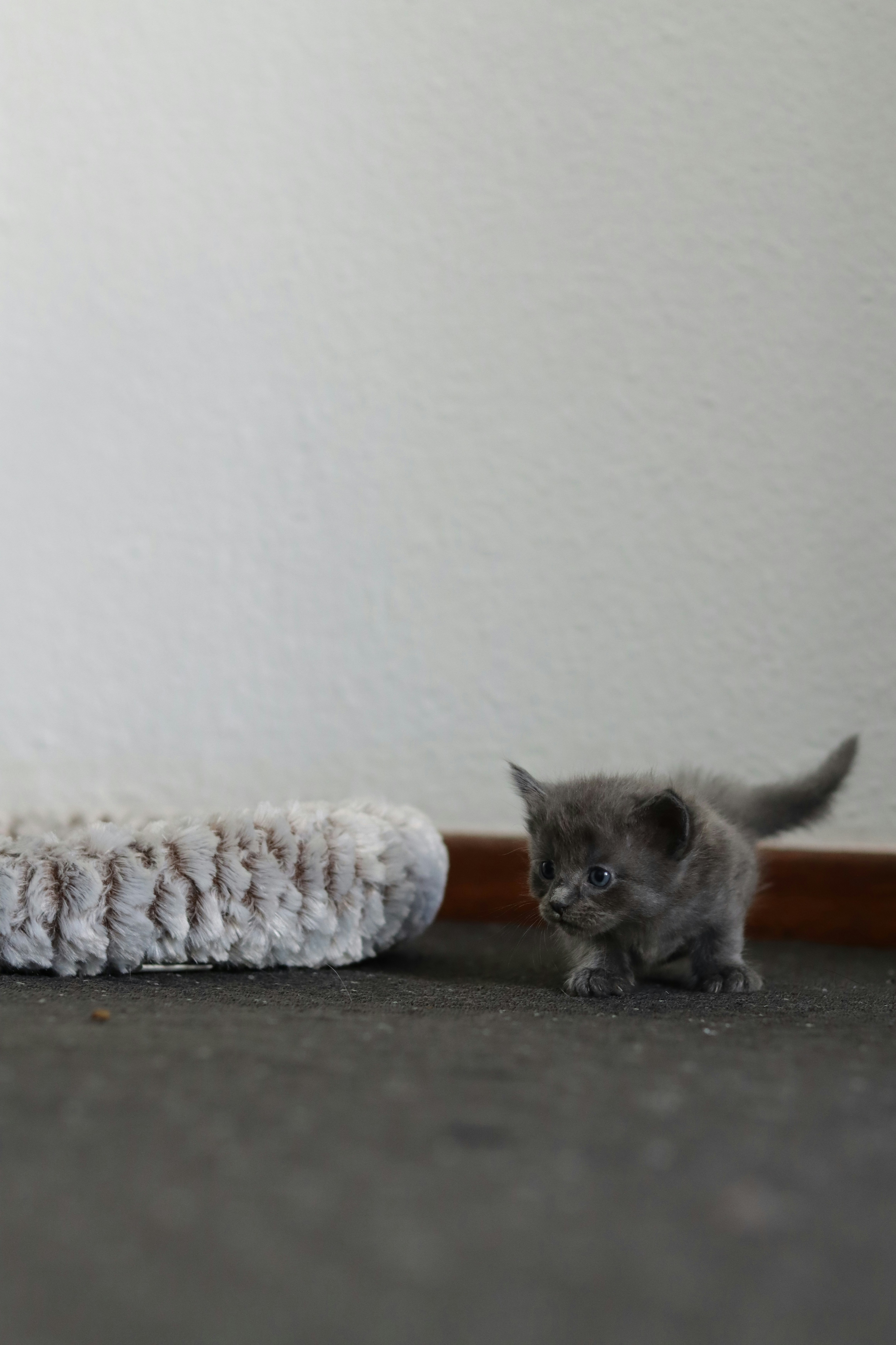 Curious Gray Kitten at the Edge of a Rug