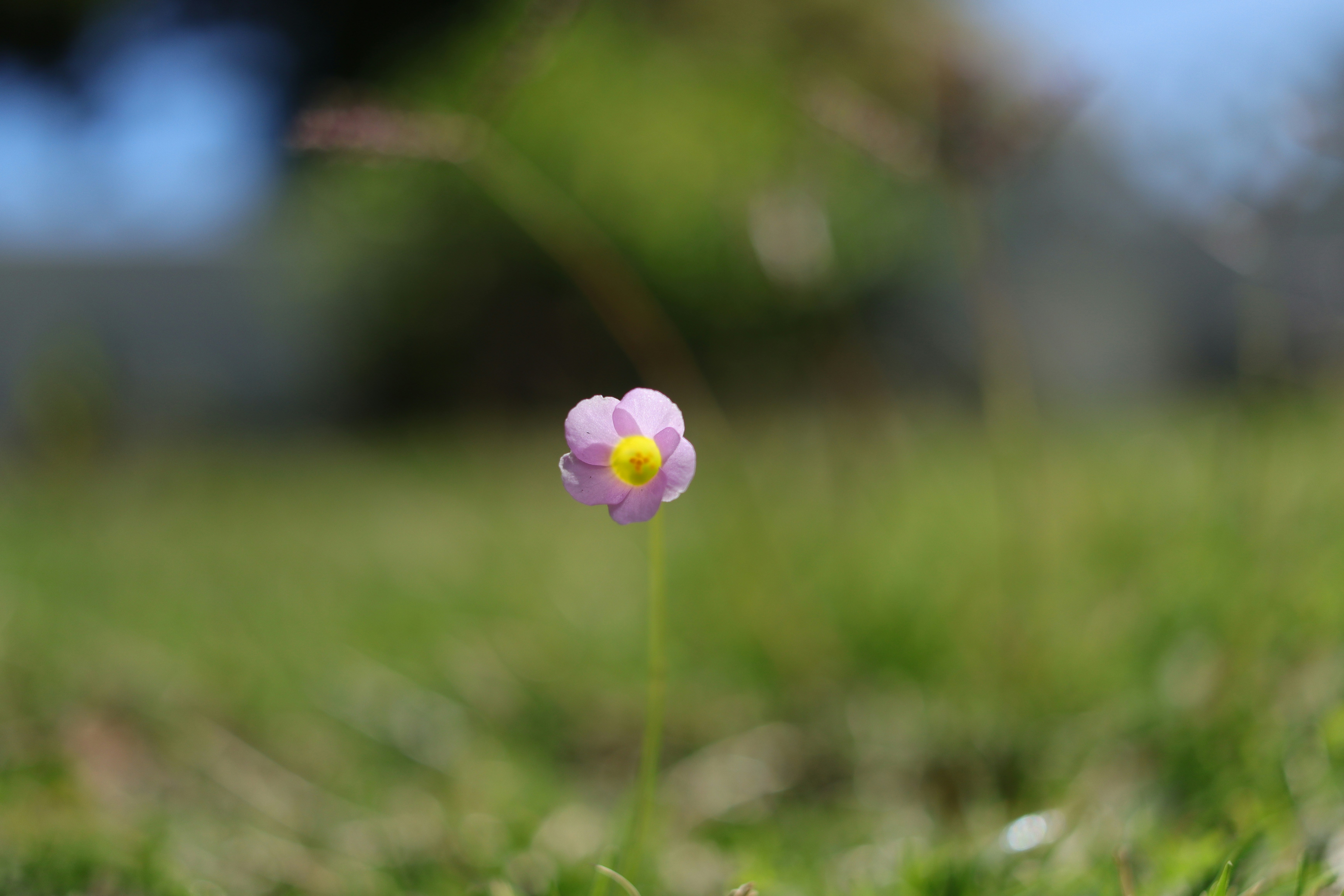 Solitary Pink Bloom: a micro-portrait in a sunlit meadow