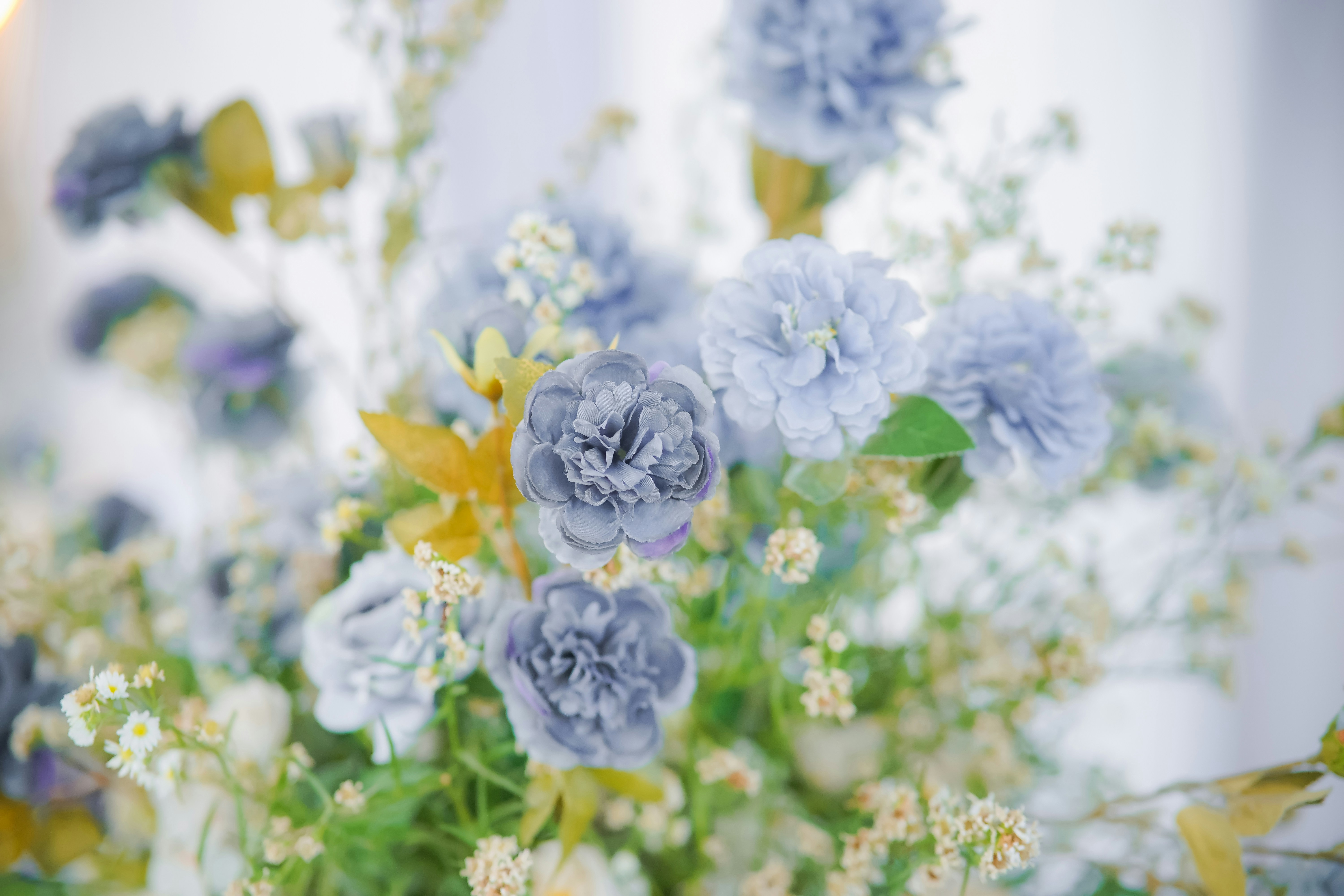 Soft Bloom: Lavender-Blue Garden Roses in Gentle Backlight