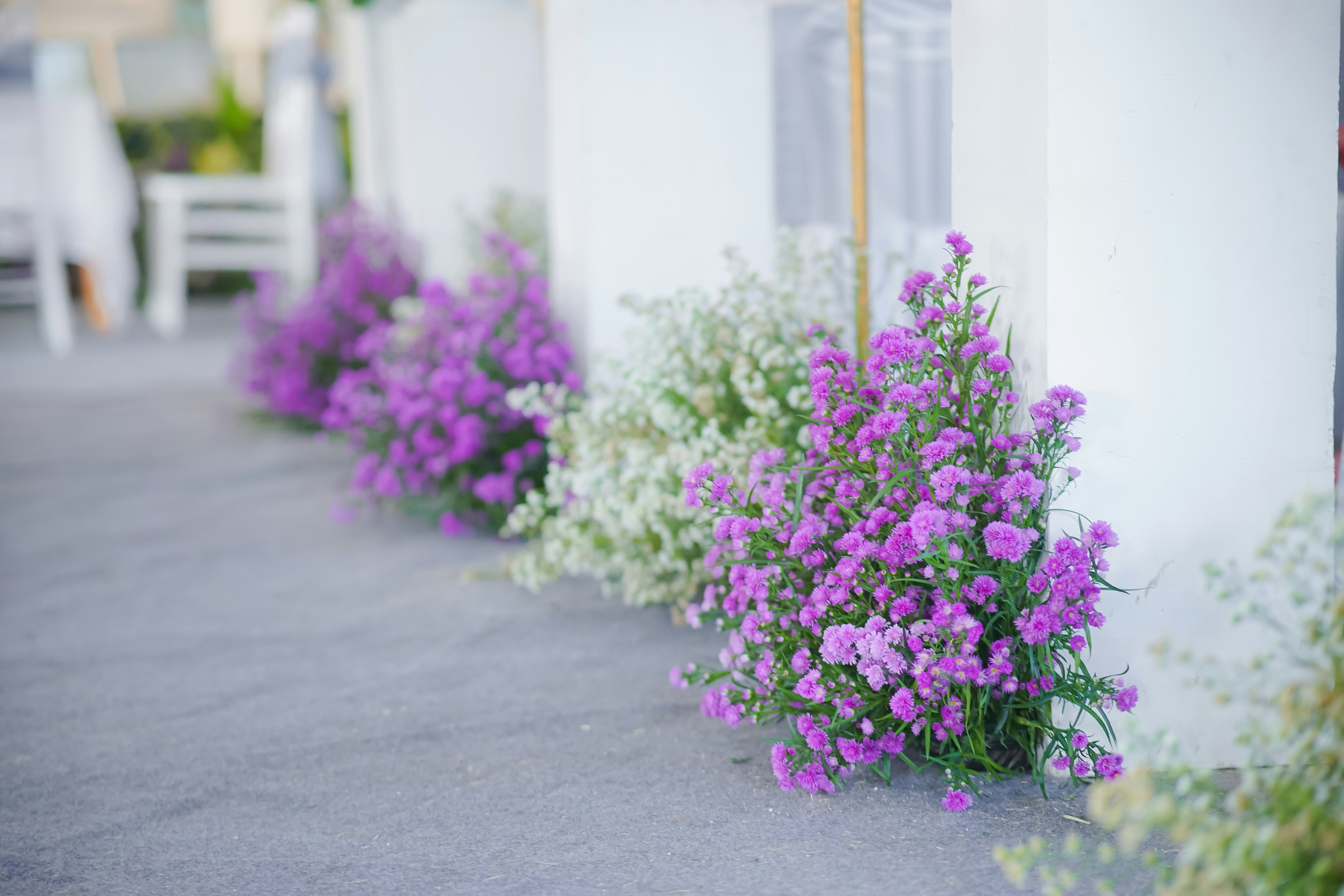 wedding flower background, blur background, fresh leaves and flowers, bunch of fresh flowers
