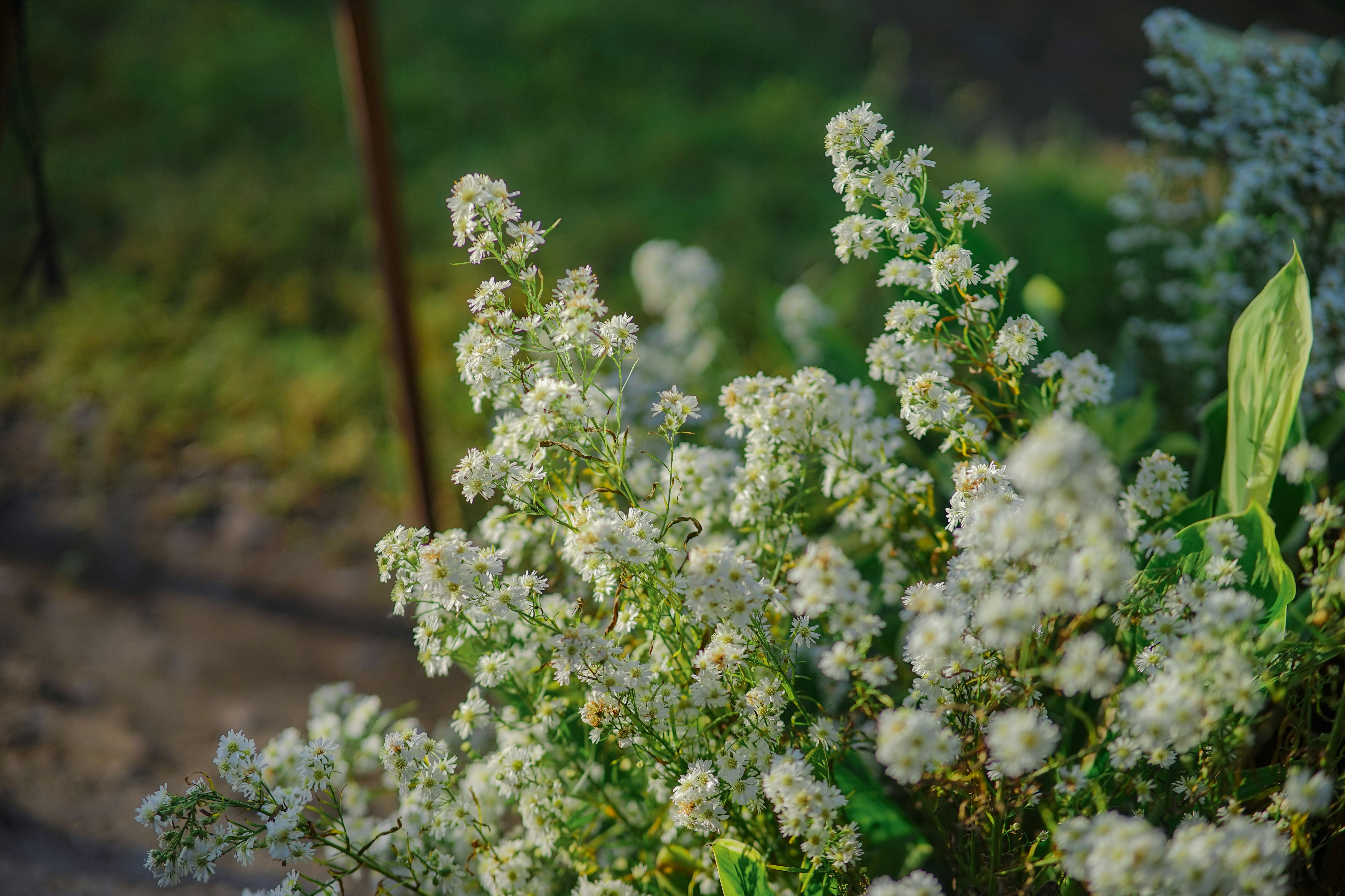 White blossom cluster in sunlit garden margins